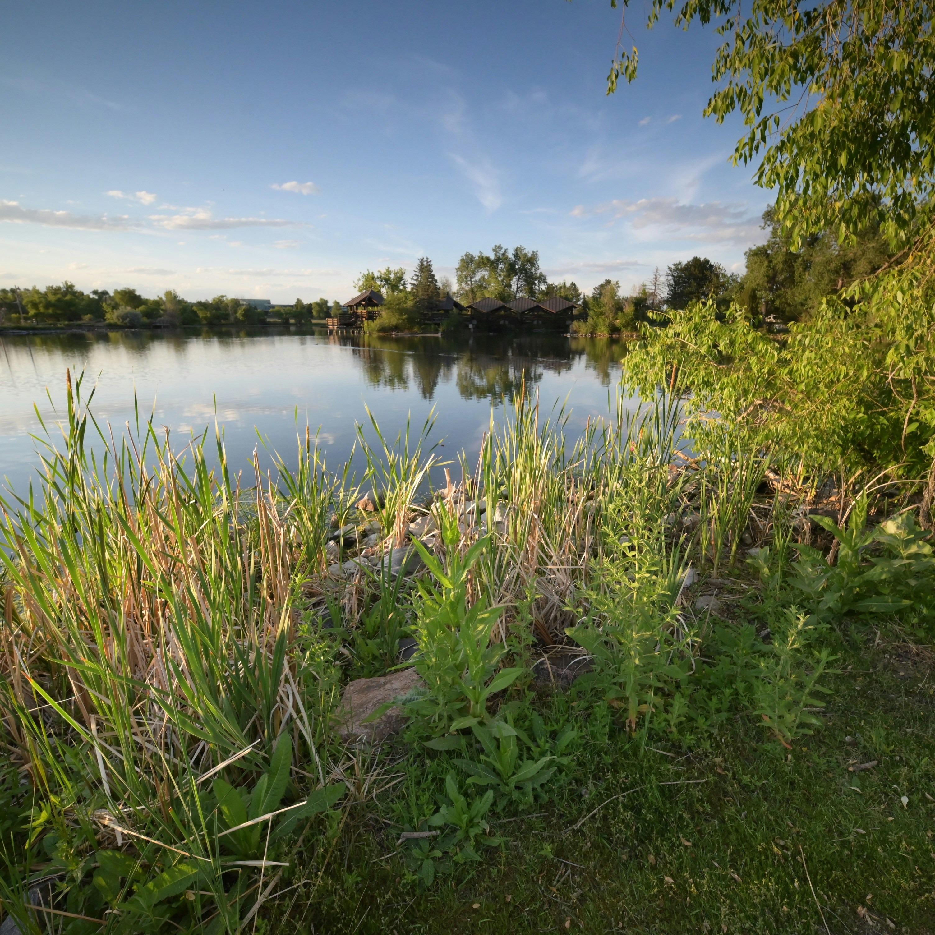 Shoreline in Bloom: Reeds Framing a Quiet Lakeside