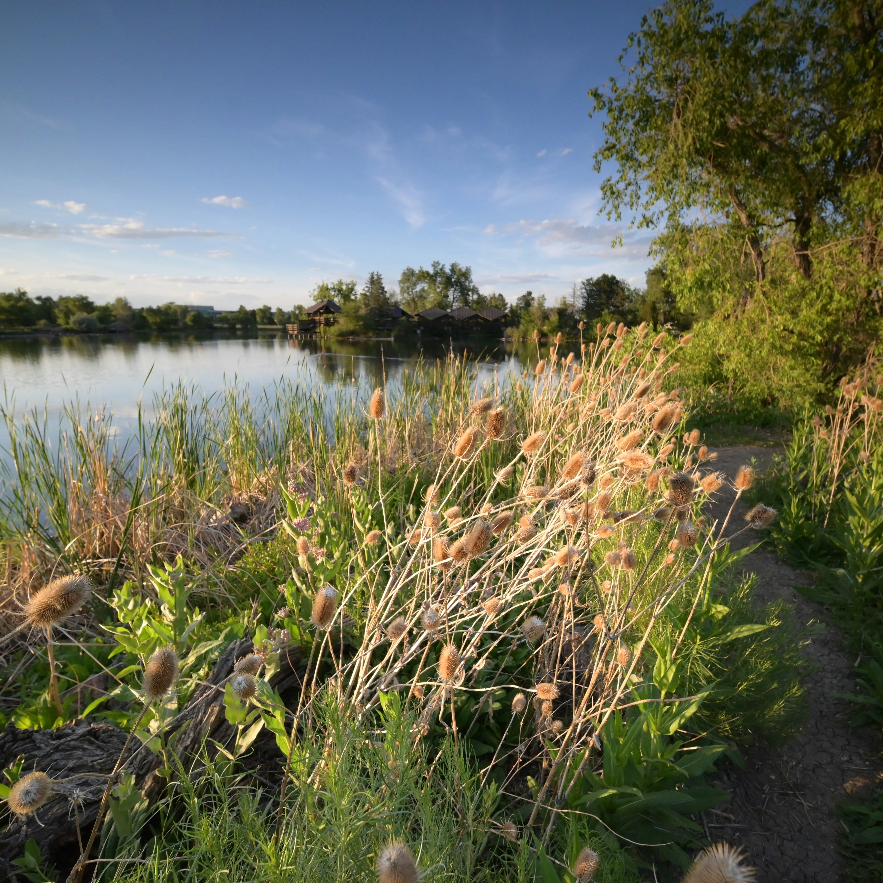 Wild Reeds by the Lakeside at Golden Hour