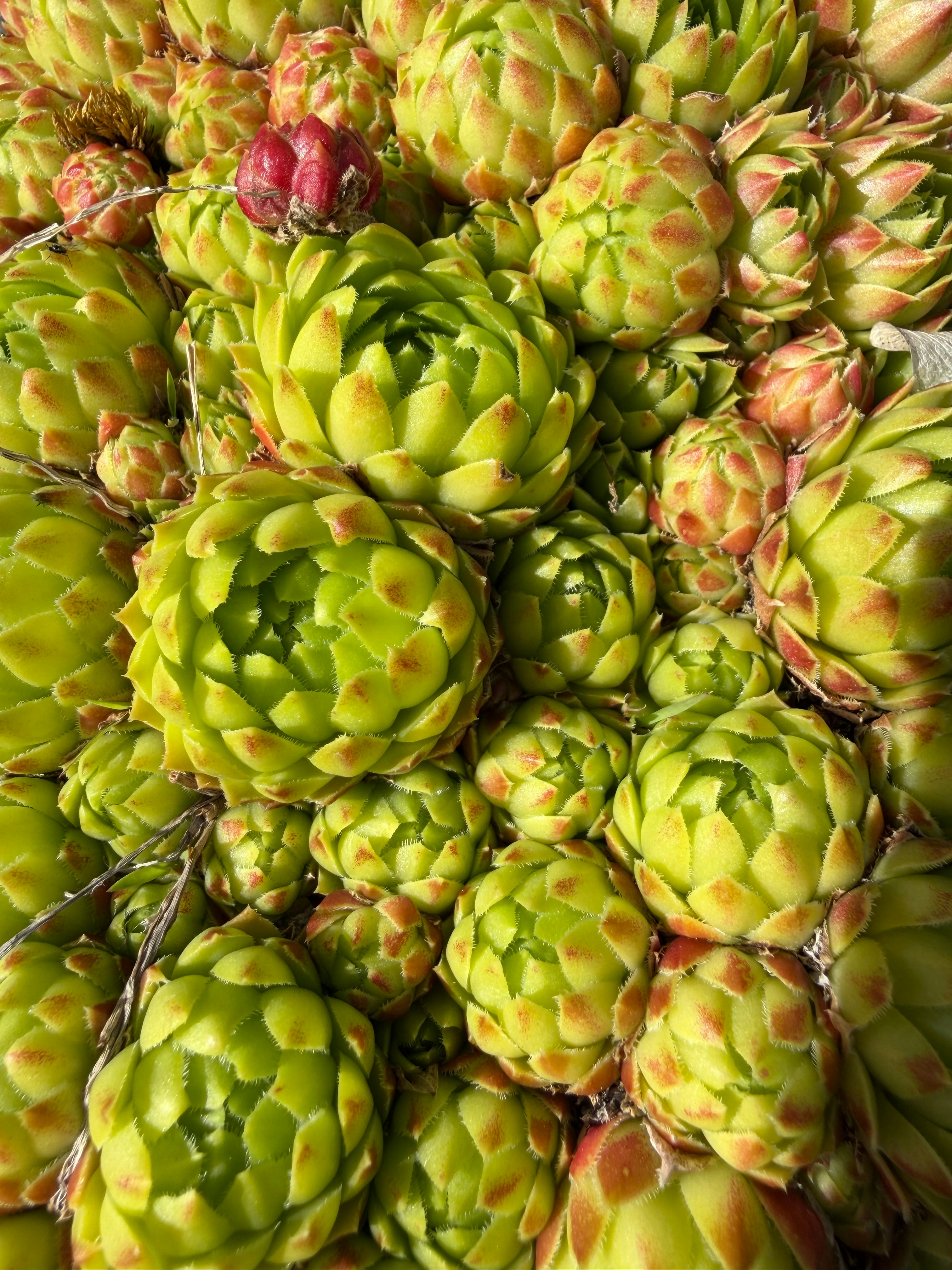 Emerald Artichoke Mosaic