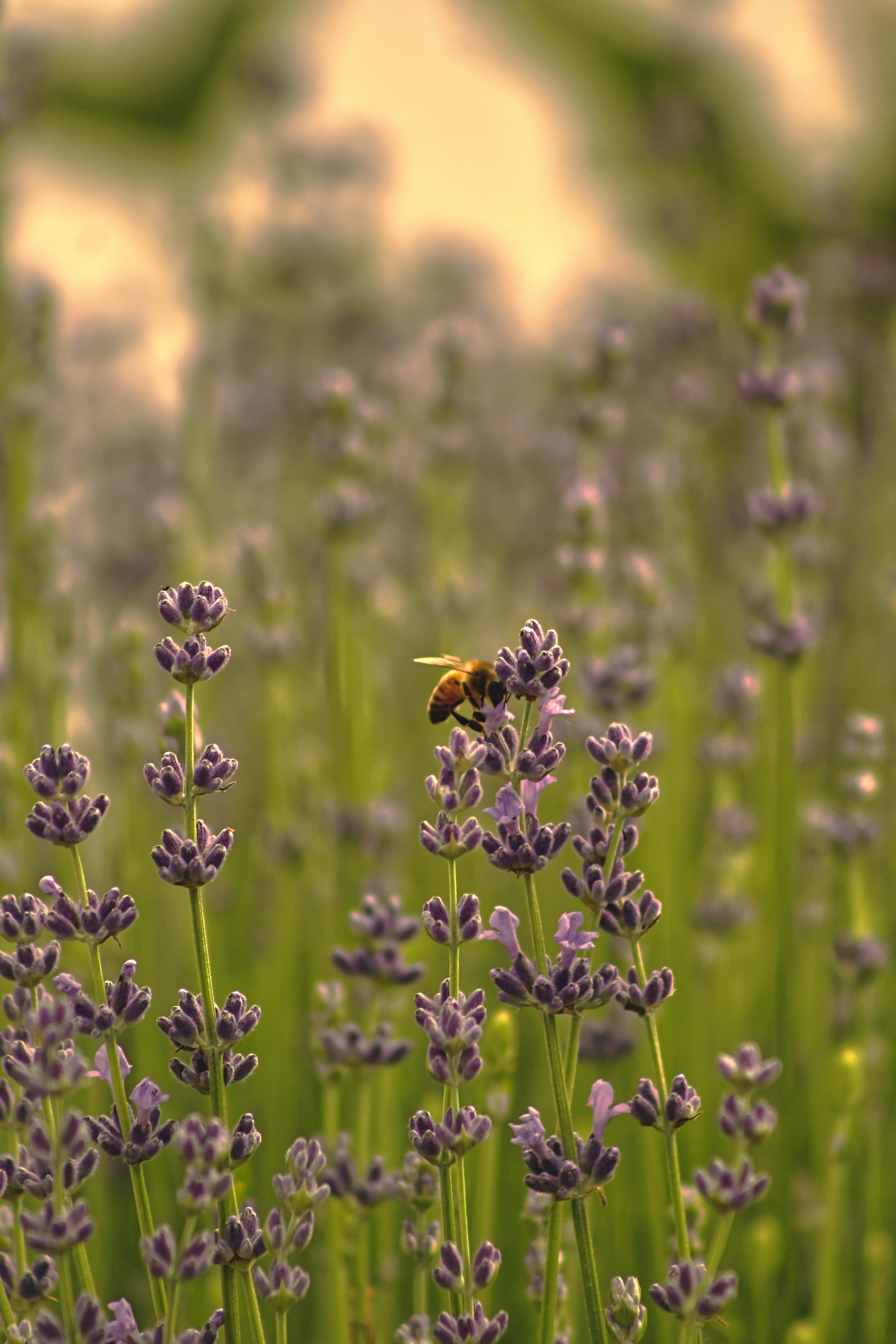 Bee in Lavender: a Quiet Hive Between Purple Spires