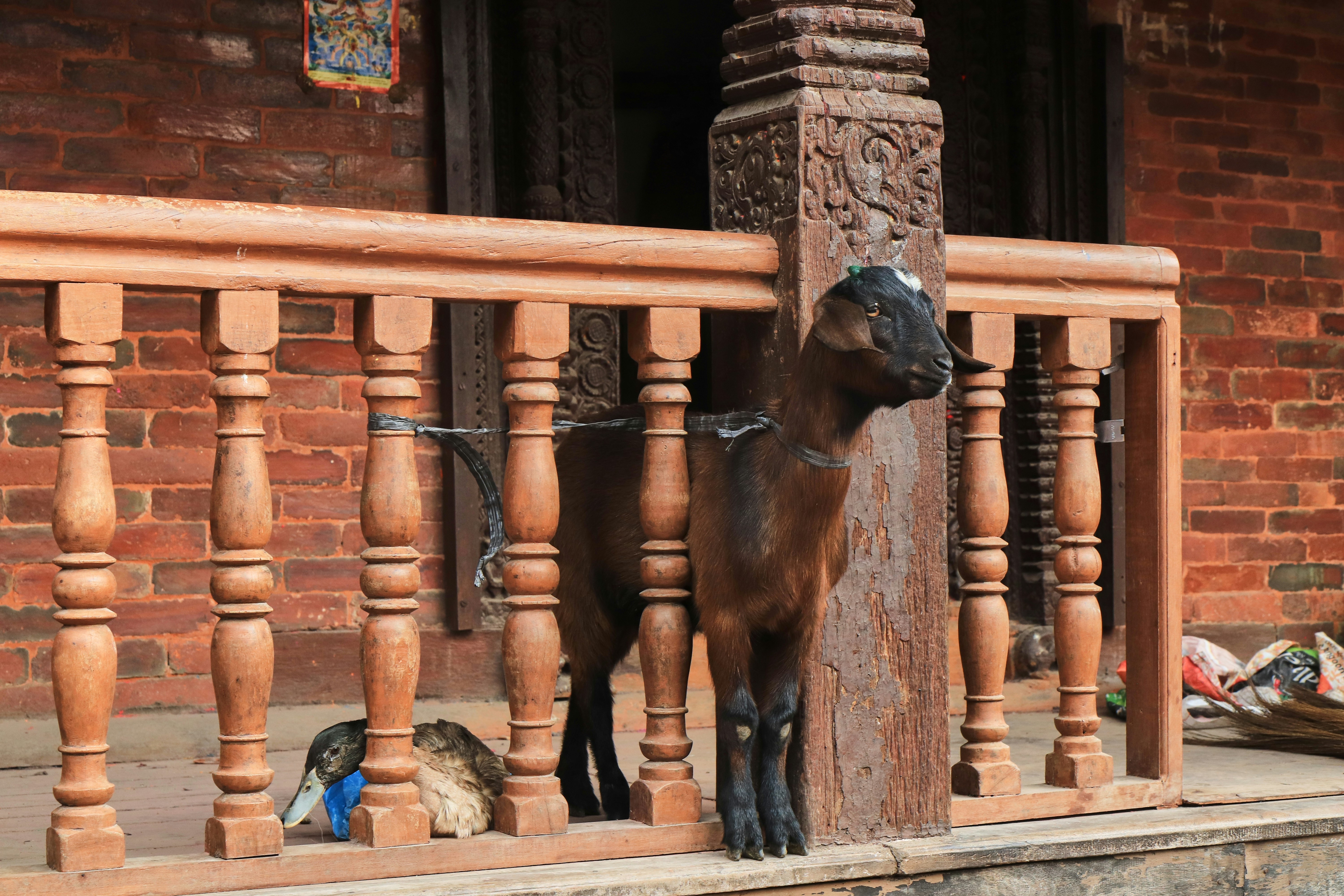 Goat on Watch: A Solitary Keeper at a Brick Balcony