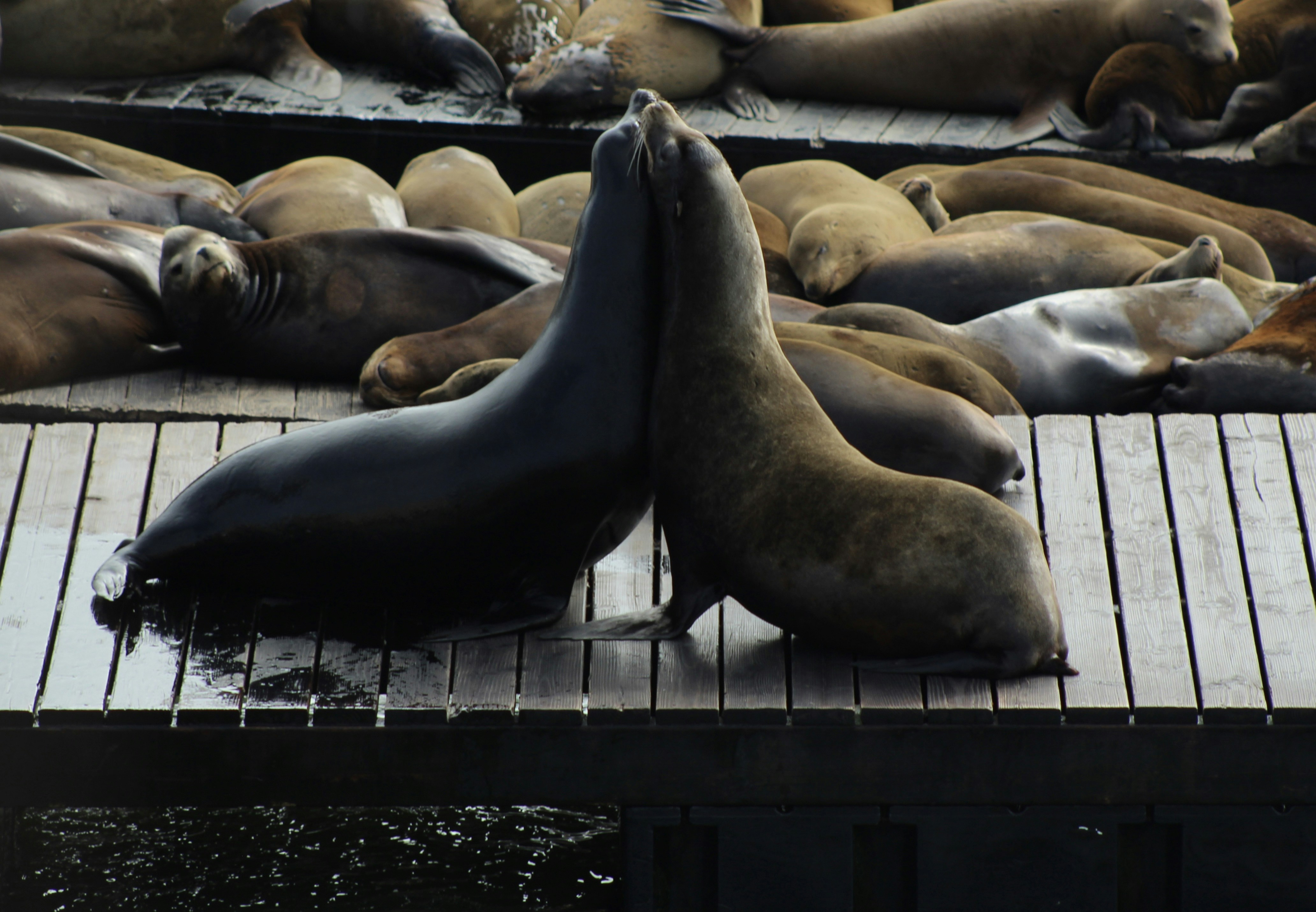 Two harbor seals share a sunlit dock, noses touching amid a sleepy colony