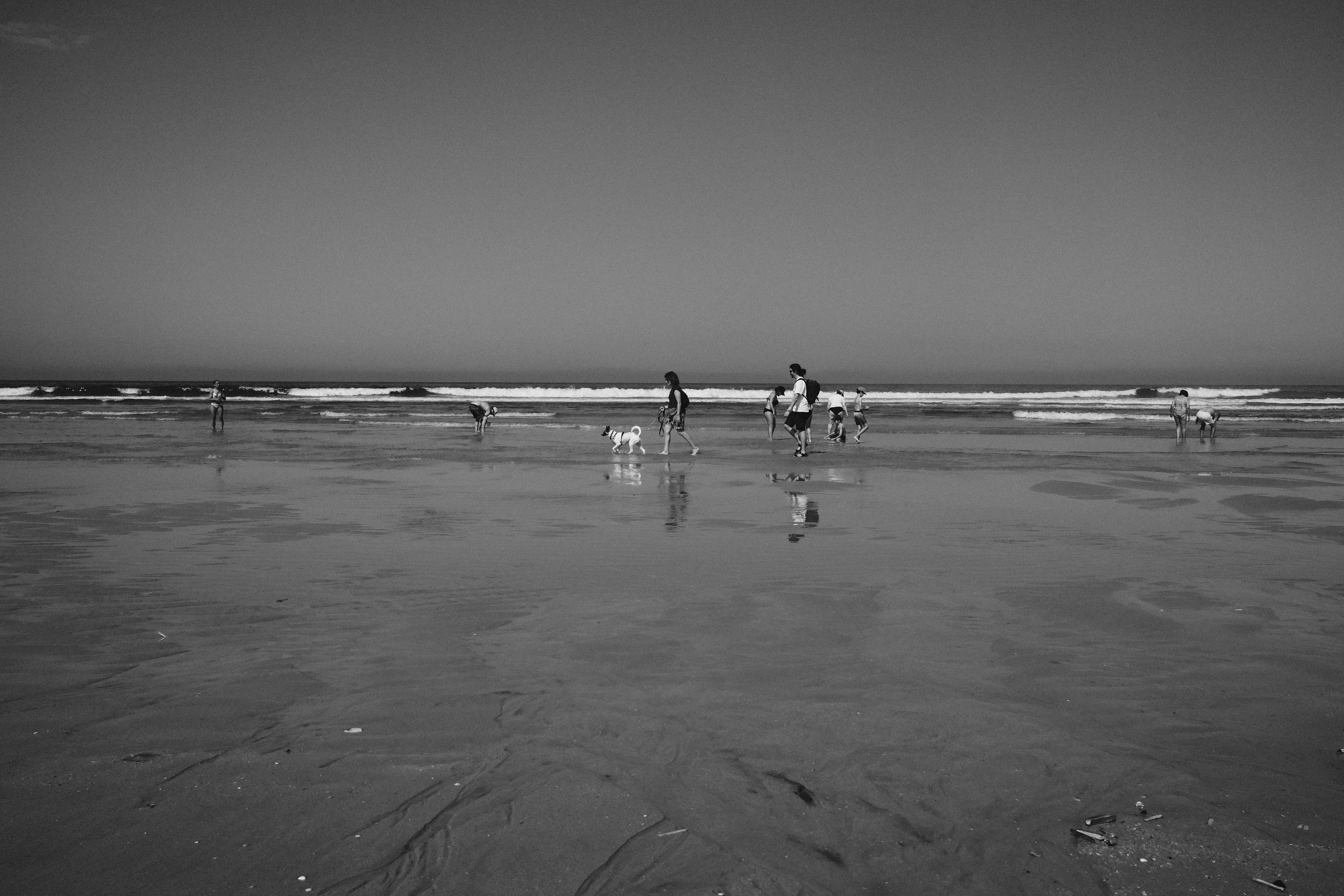 Shoreline Parade: Figures and Dogs Against a Calm Tide