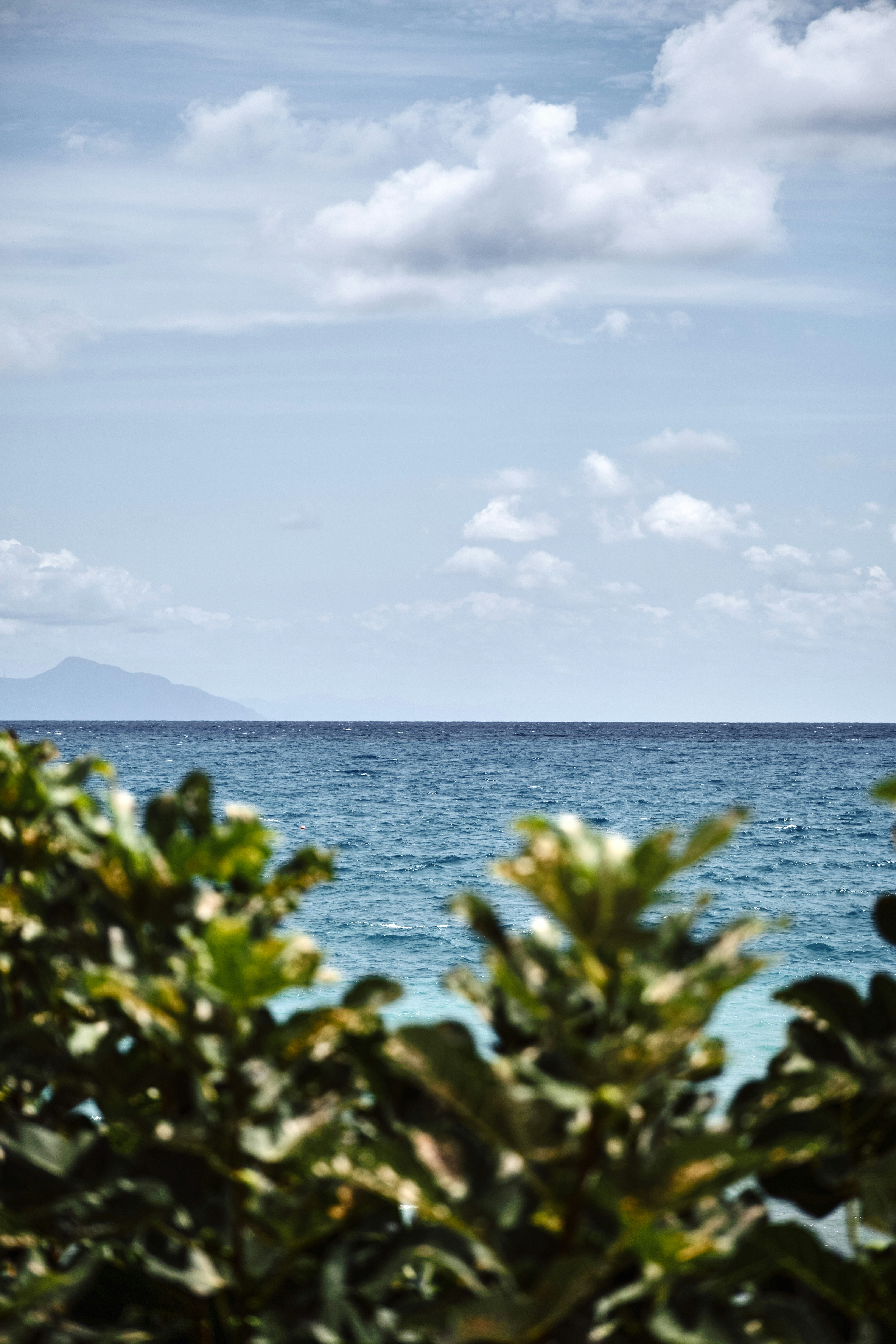 Coastal Horizon: Ocean Blues Behind Framing Foliage
