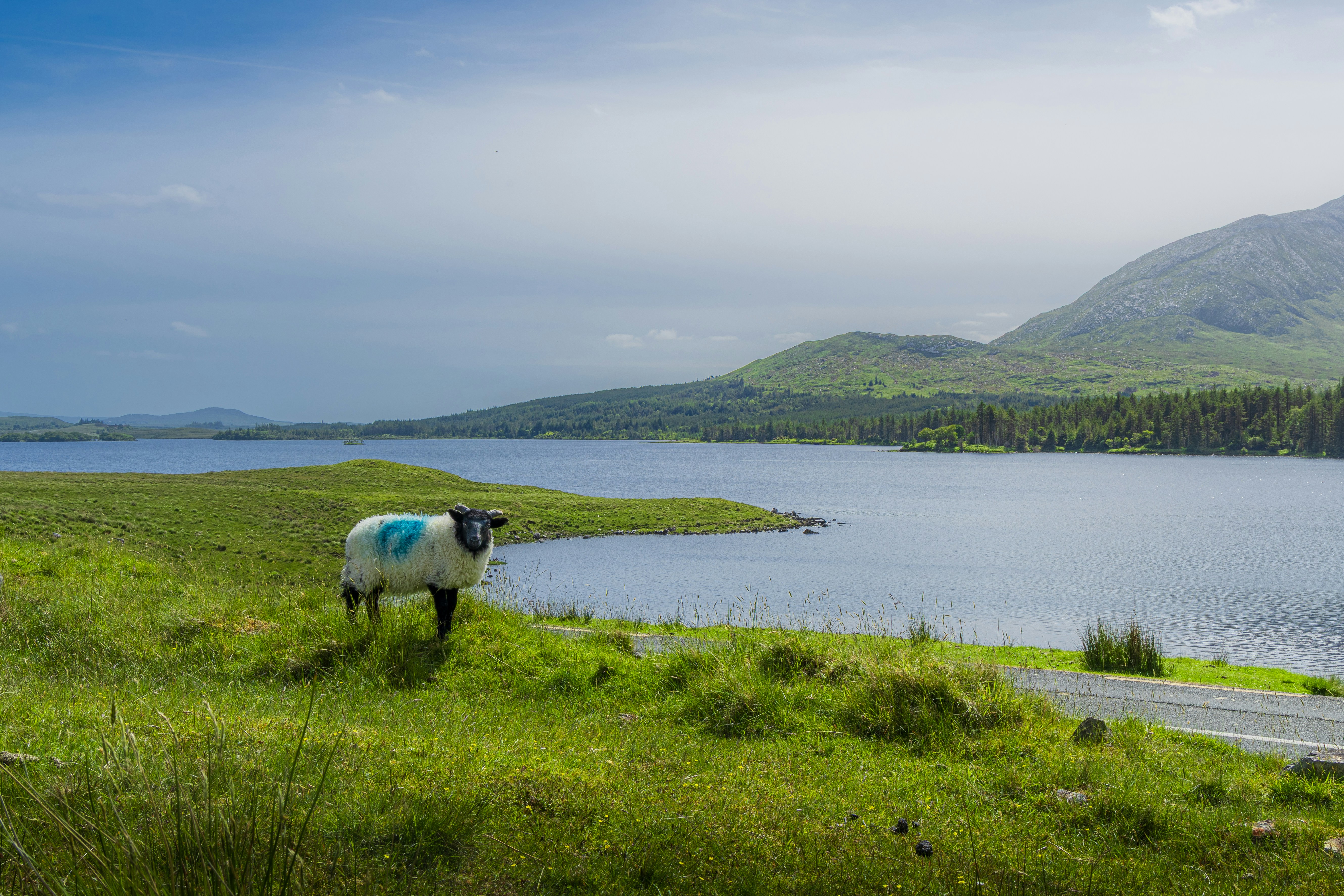 Lone Sheep by the Shoreline Under Open Sky