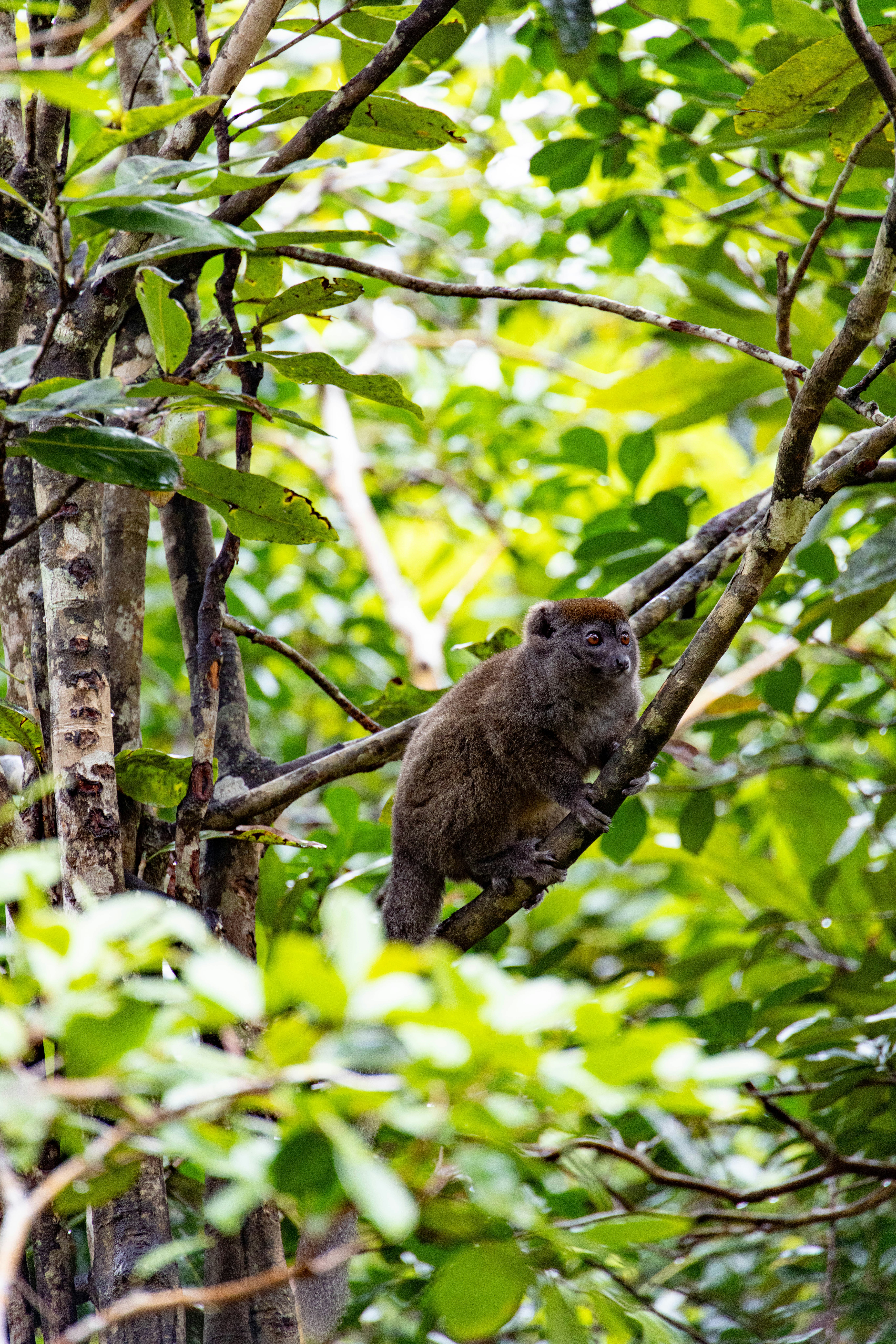 Curious Marmoset Anchored in the Green Canopy