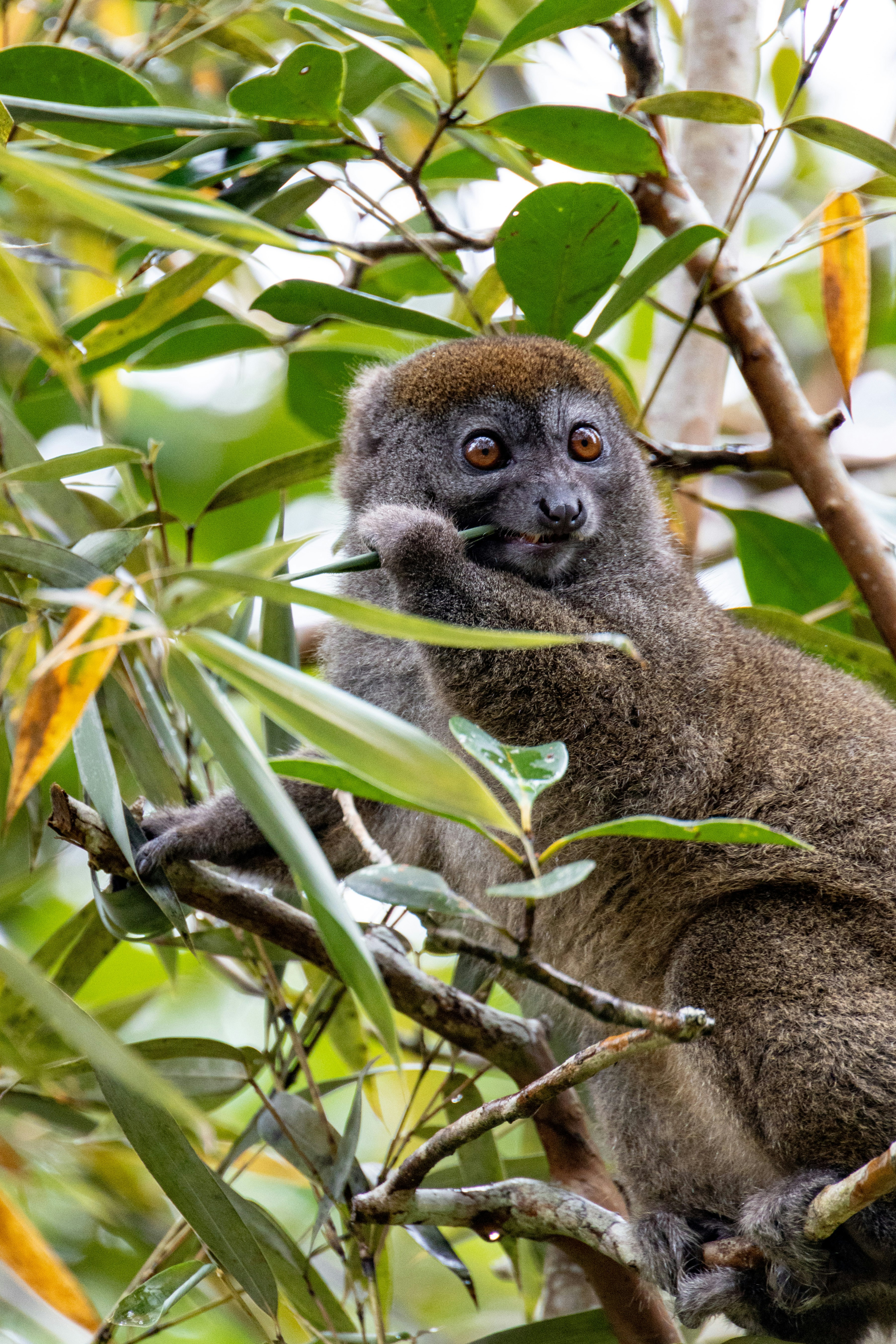 Curious Gibbon in a Green Canopy