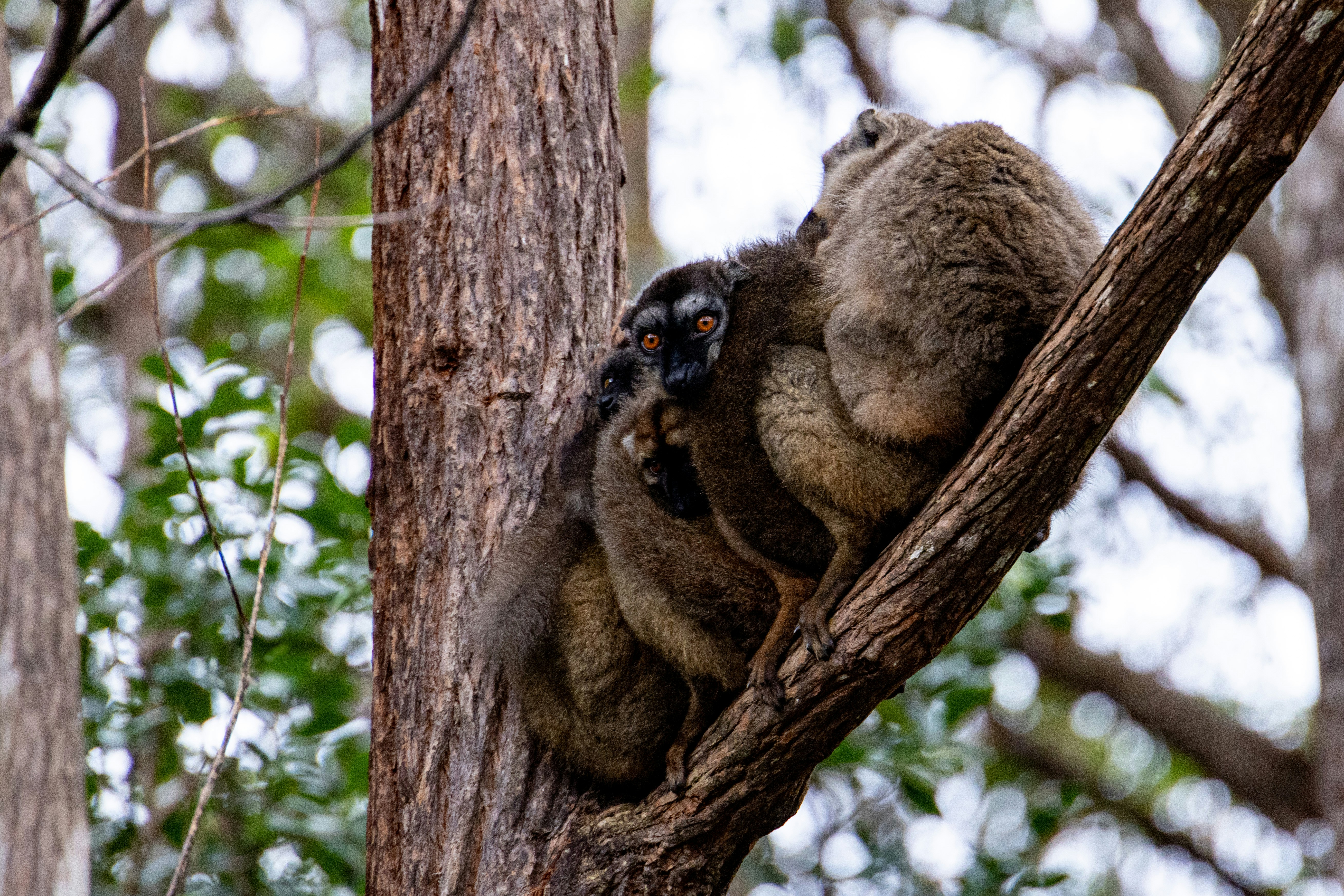 Pair of Lemurs Nestled on a Forest Branch