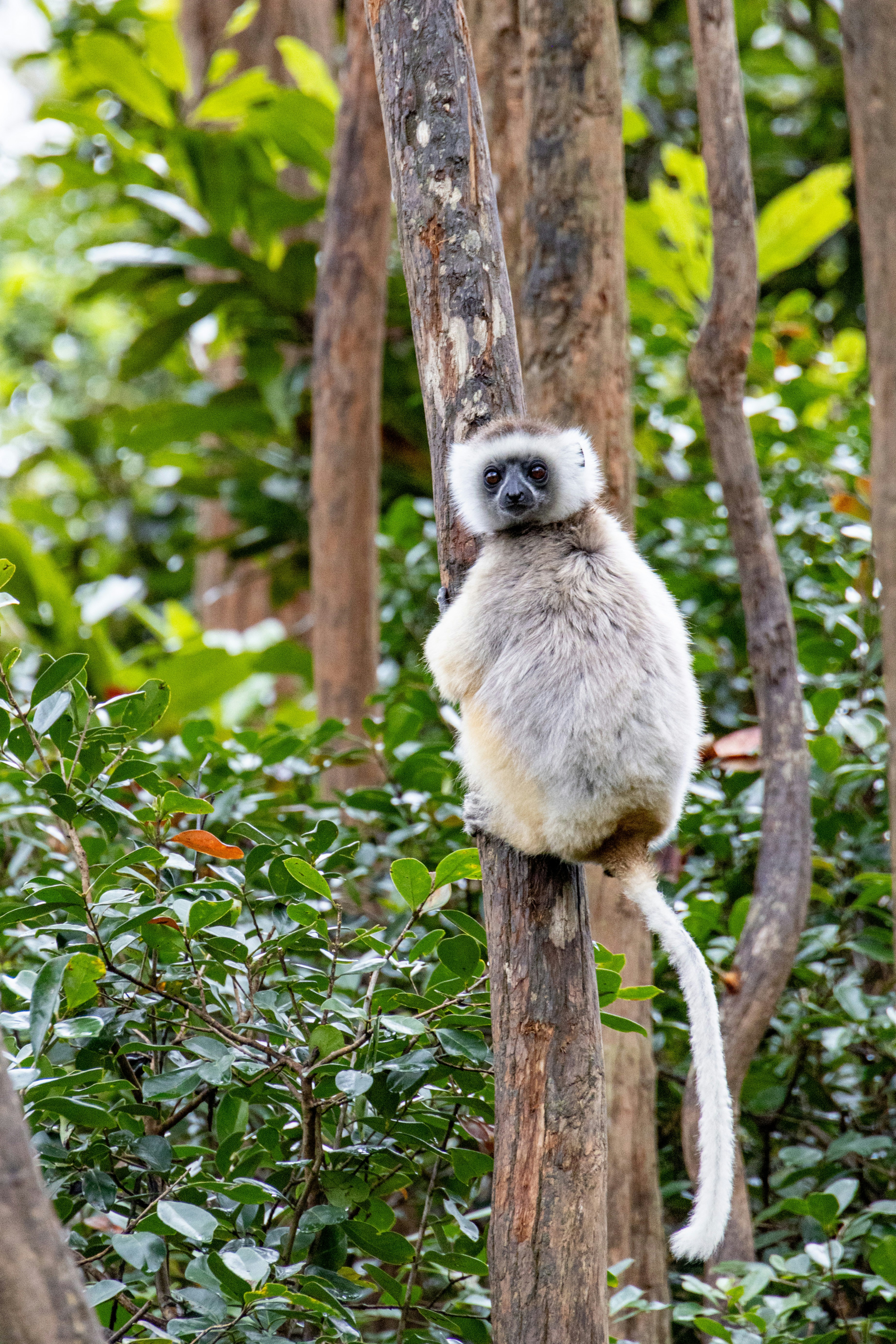Curious Sentry Among the Bark: A Gentle Lemur Clings to a Trunk