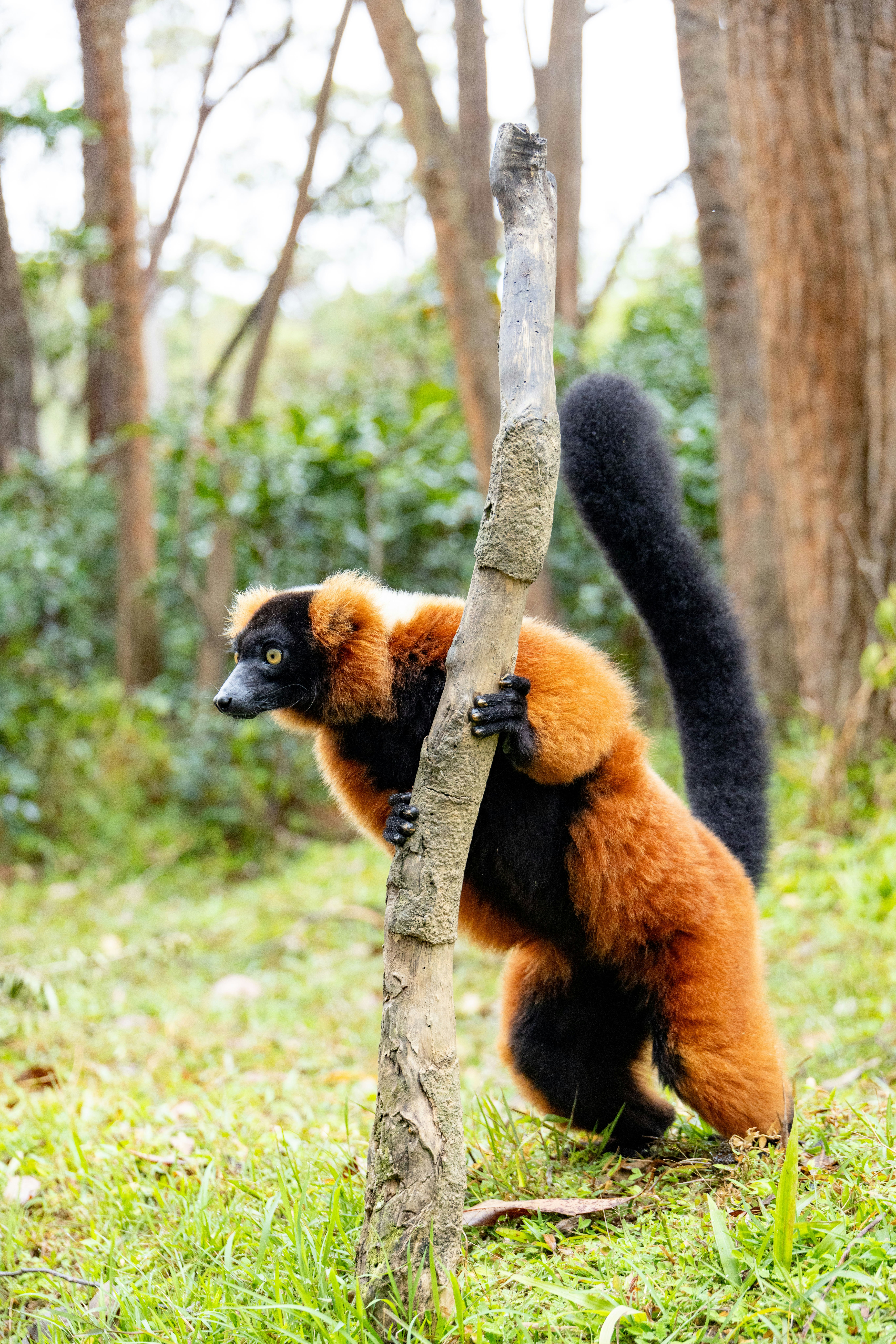 Orange-black ruffed lemur clings to a sunlit branch in a forest