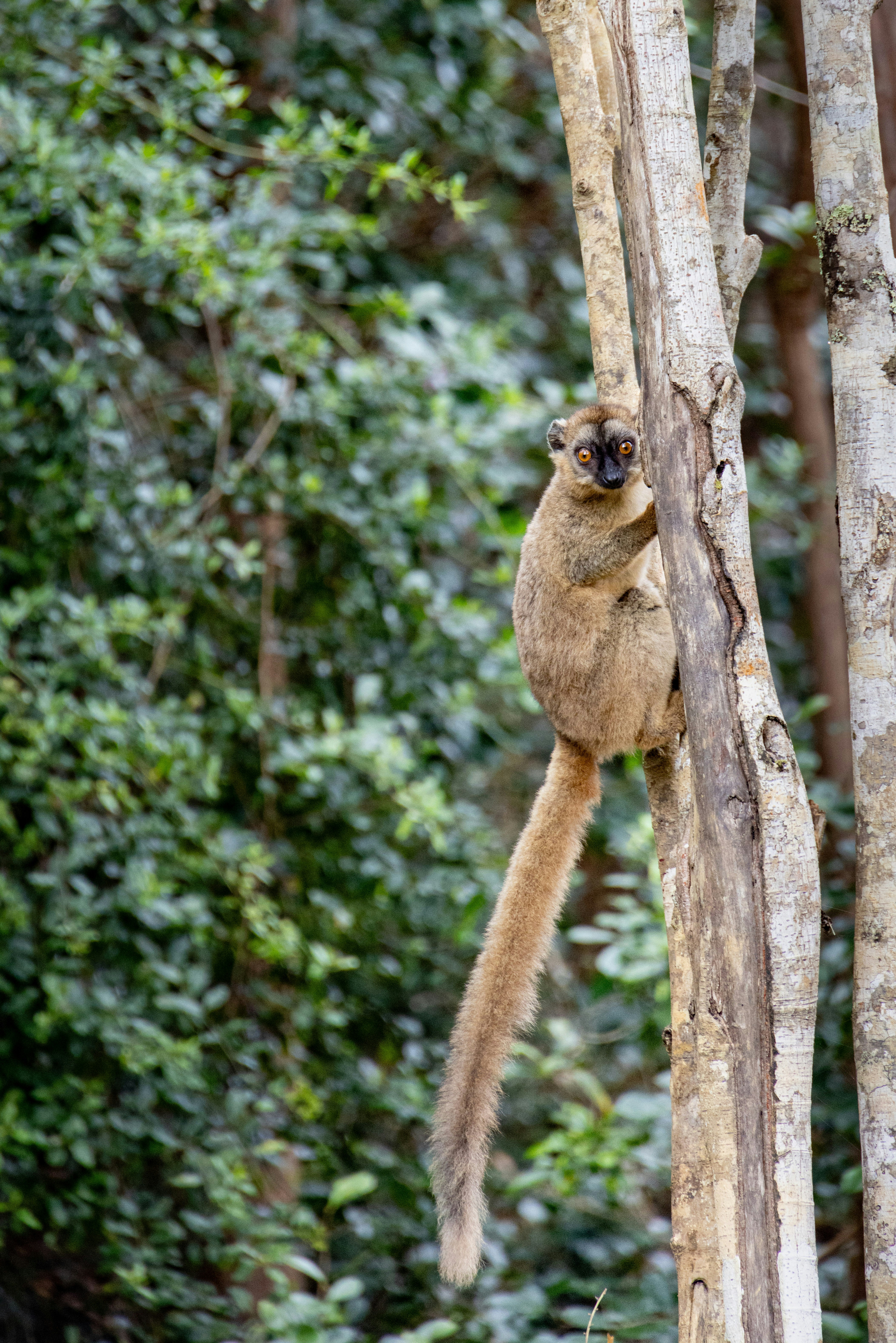 Curious Coquereau: A Sun-Lit Lemur in the Tree Corridor
