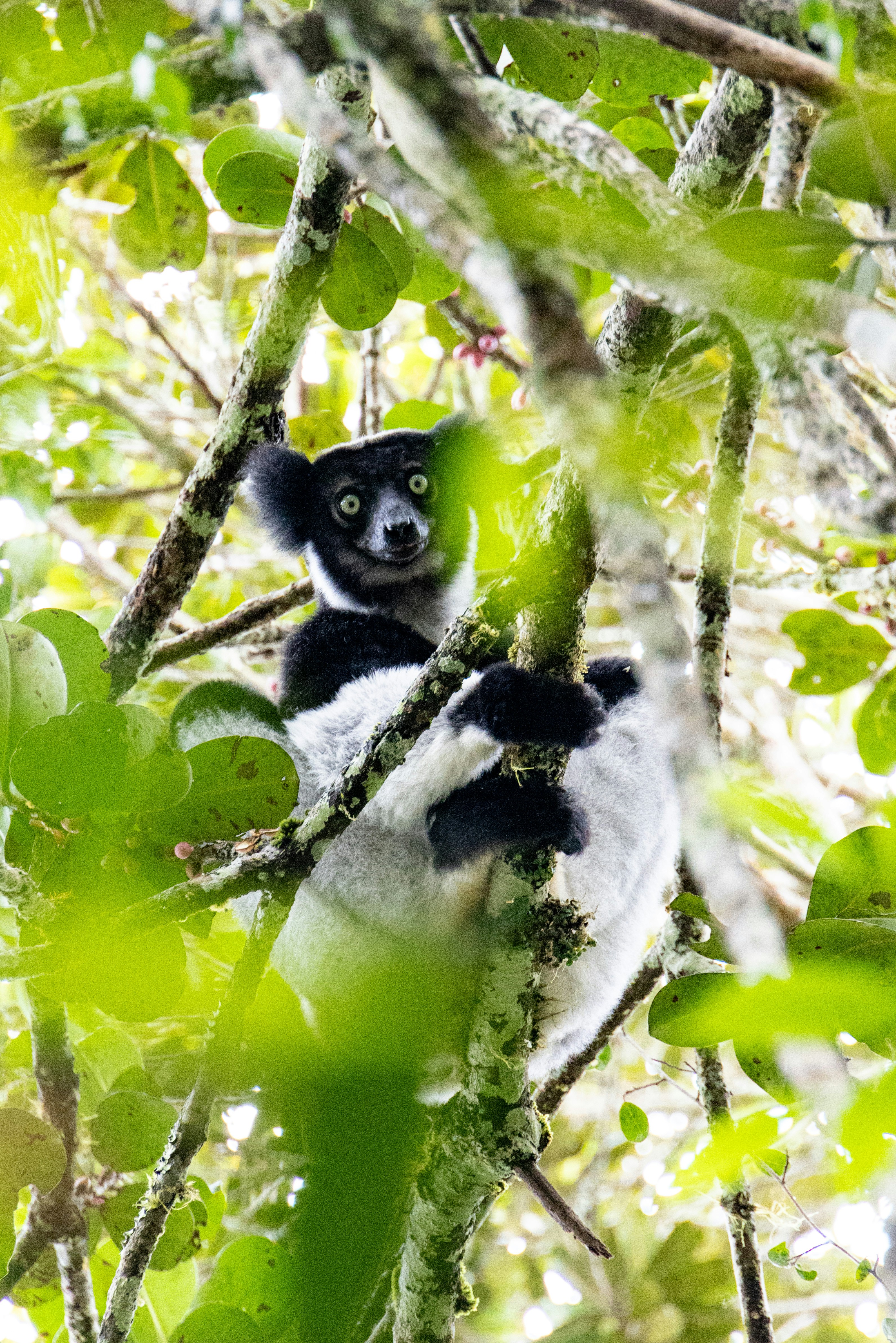 Hidden Duo: A Black-and-White Primed for a Jungle Portrait