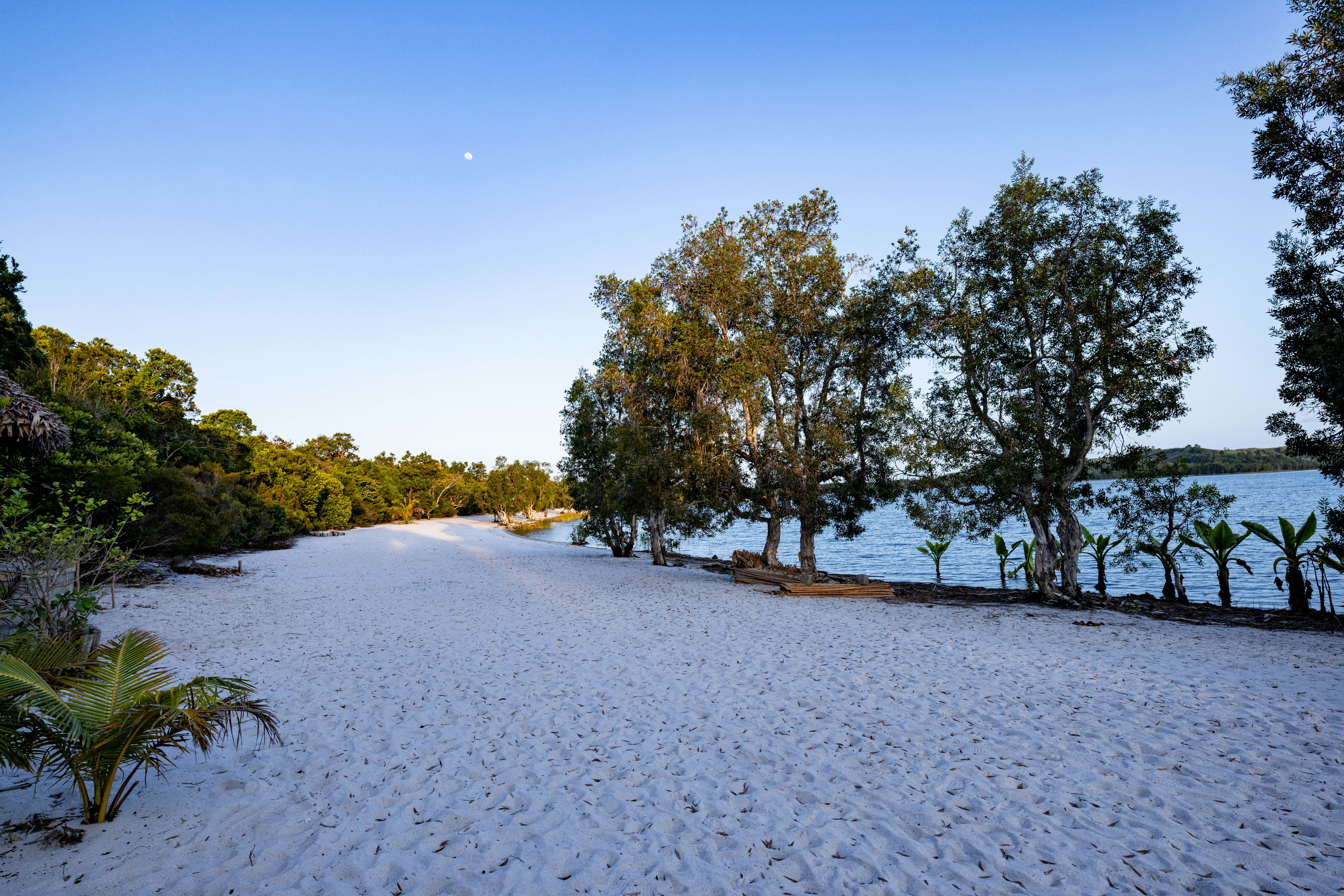 Moonlit shoreline beneath a serene canopy