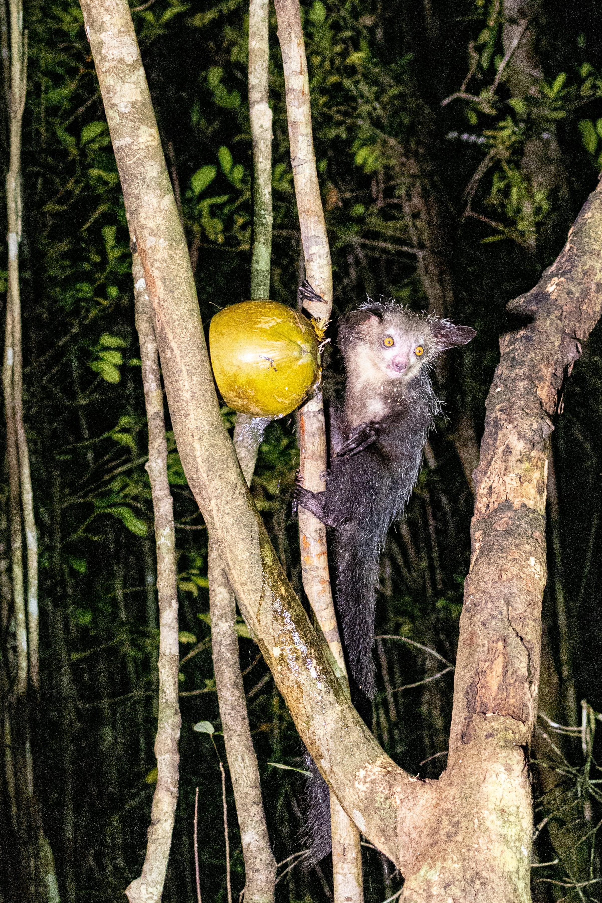 Nighttime Climb: A Margay-like Mammal Grips a Branch by a Cantaloupe
