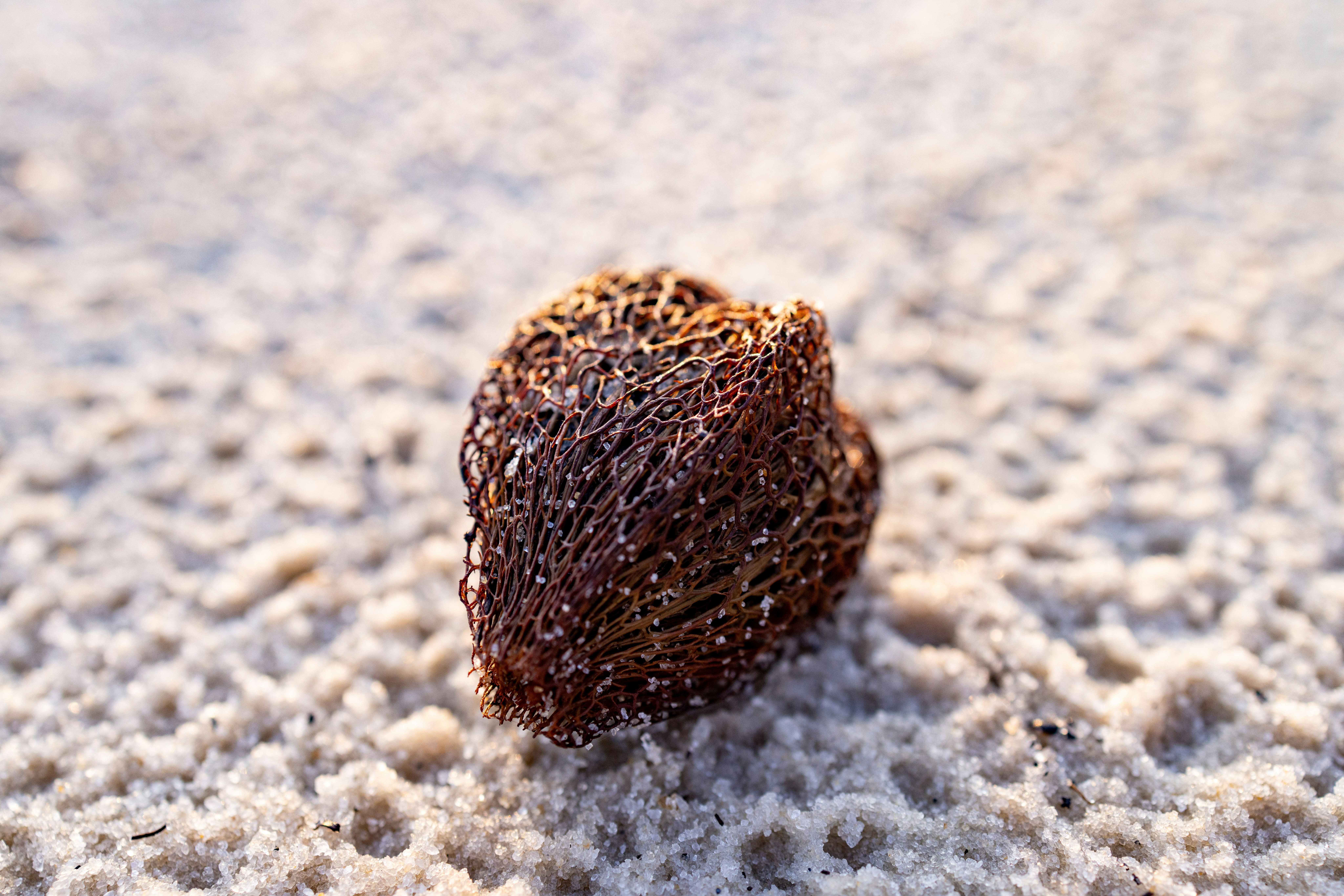 A single dried seed on granulated sands at golden hour