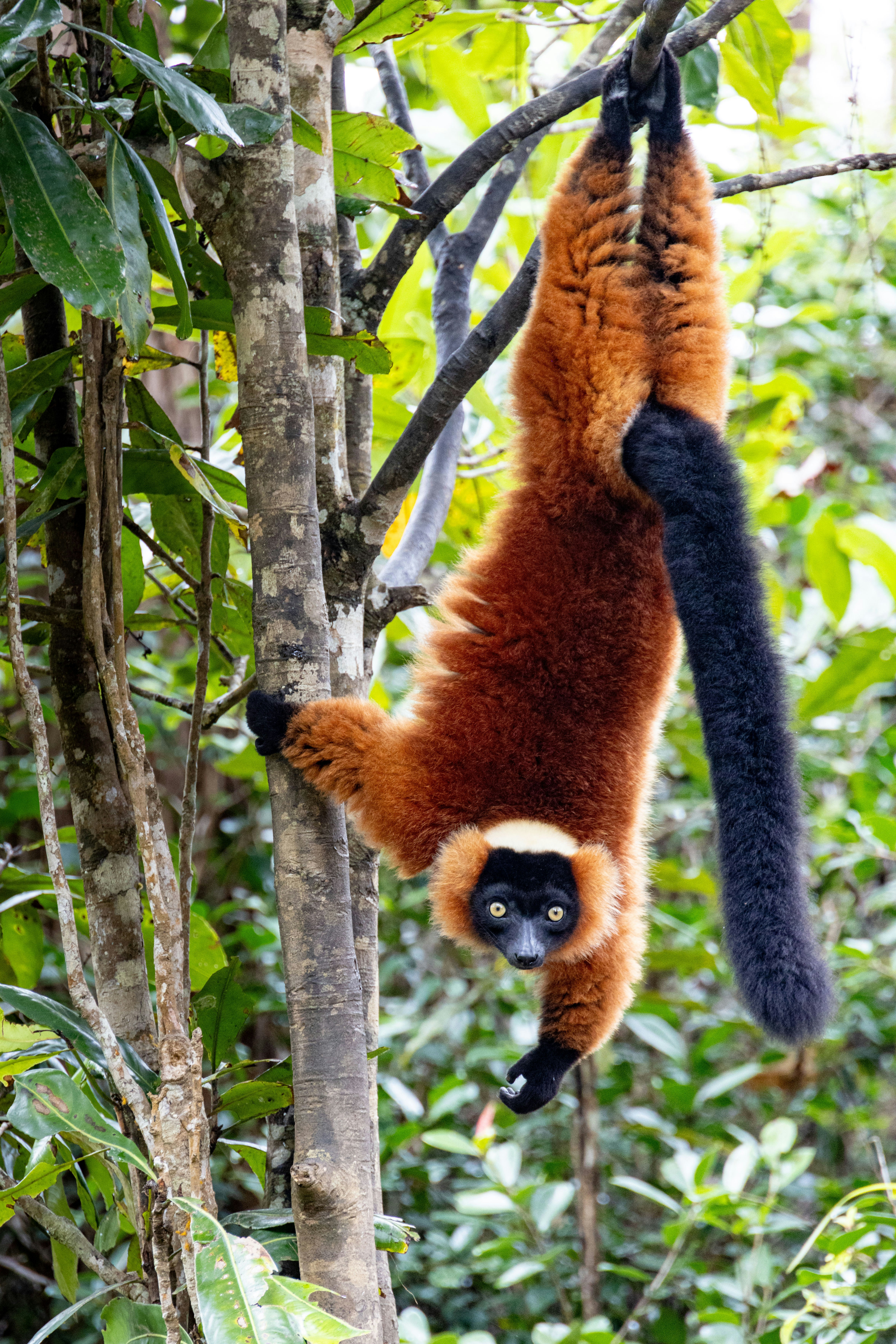 Ringtail Lemur Swing: A Bold Portrait in Neon Green Canopy