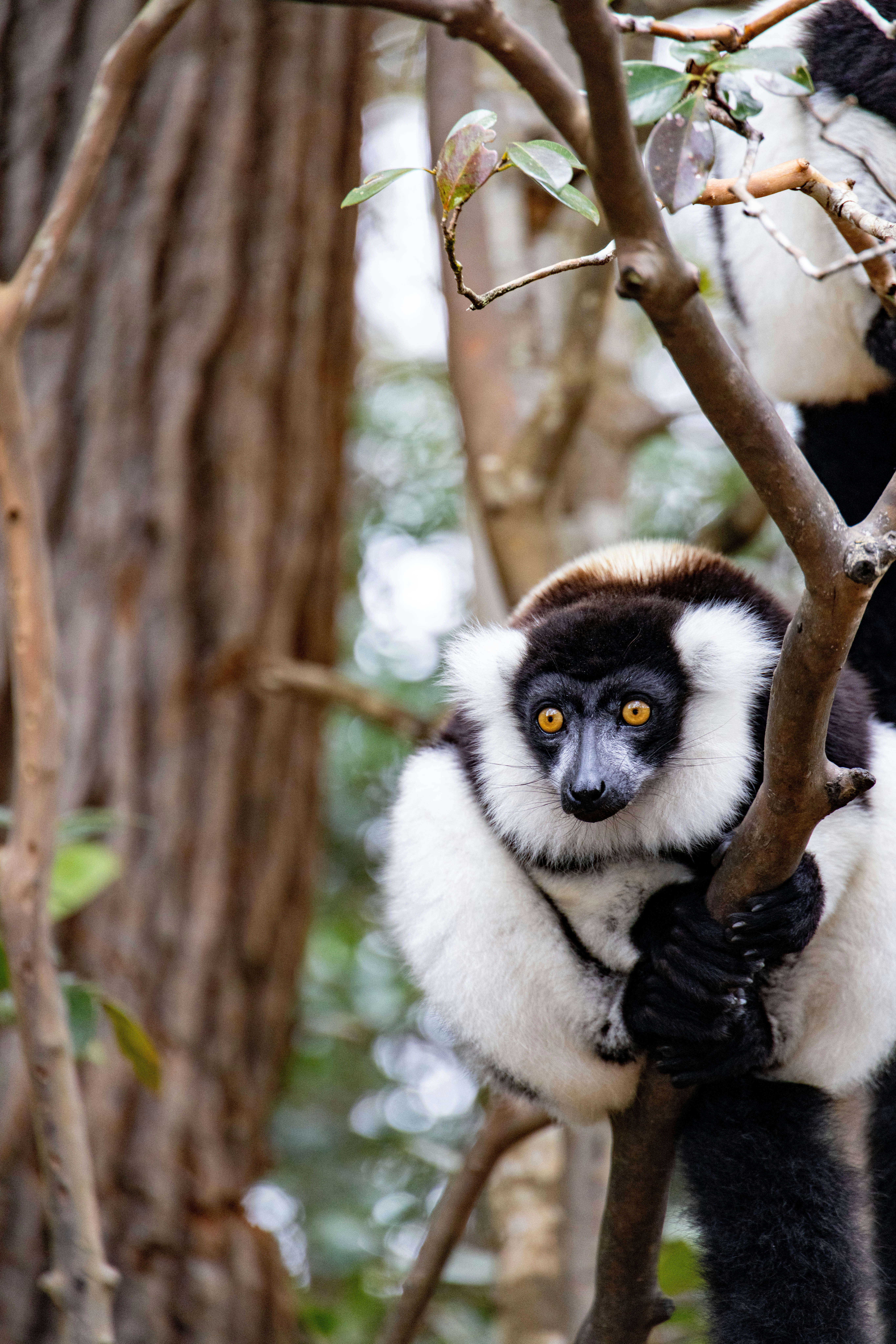 Yellow-Eyed Lemur in Tree Canopy
