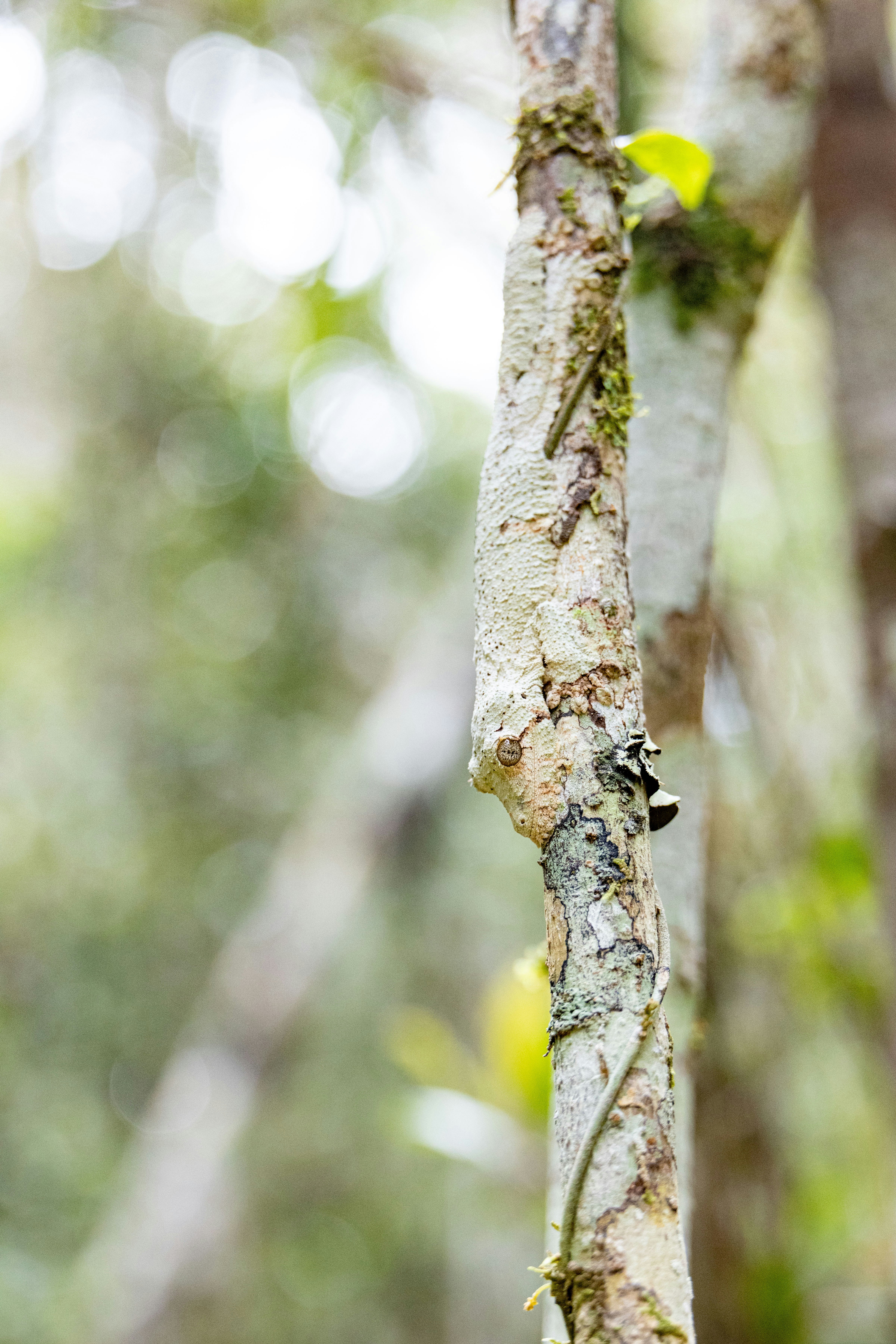 Split Bark: A Trunk in Focus Amid Quiet Dappled Light