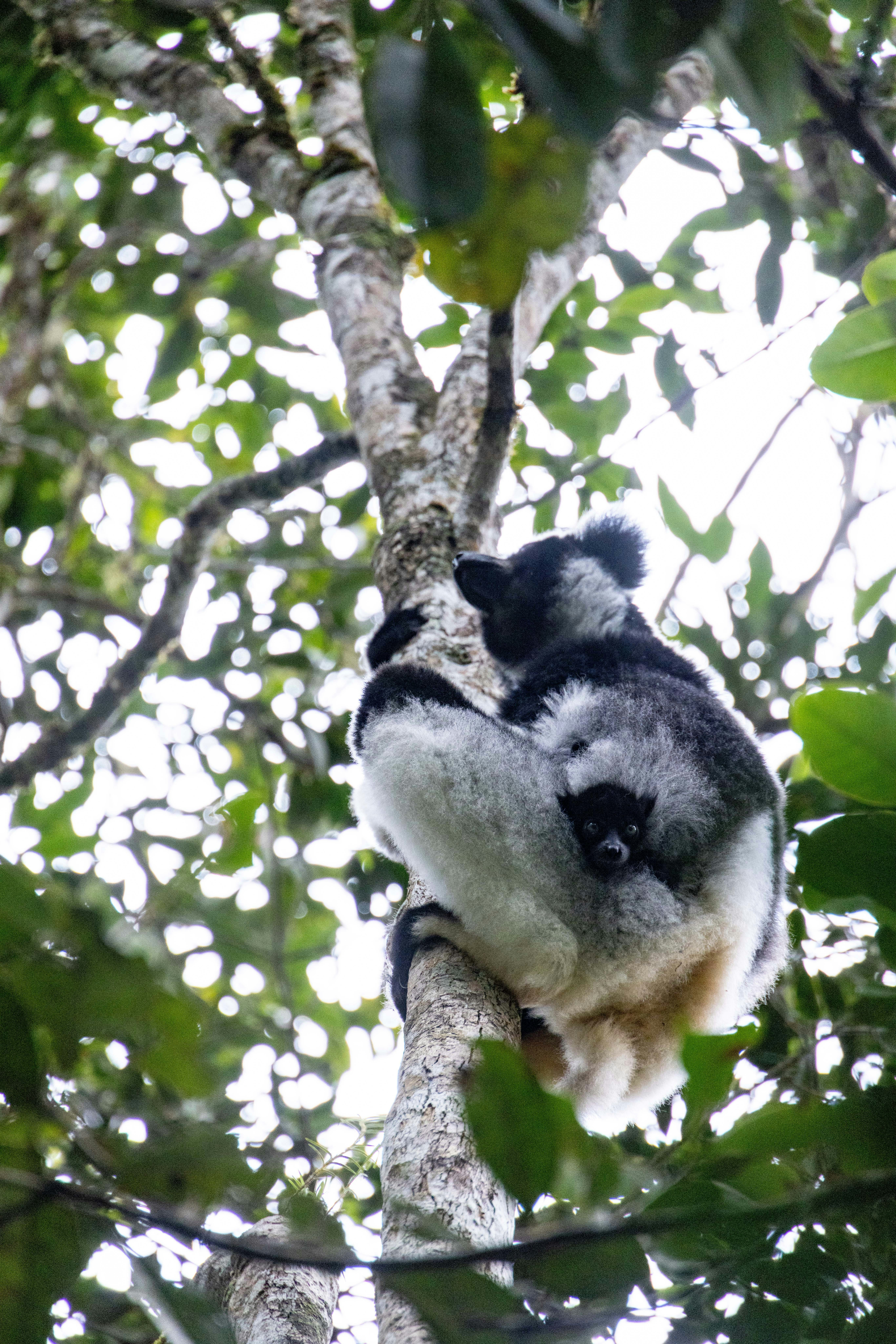 A vigilant slow-climb: reliant young black-and-white tree-swinger peeks from a fluffy embrace