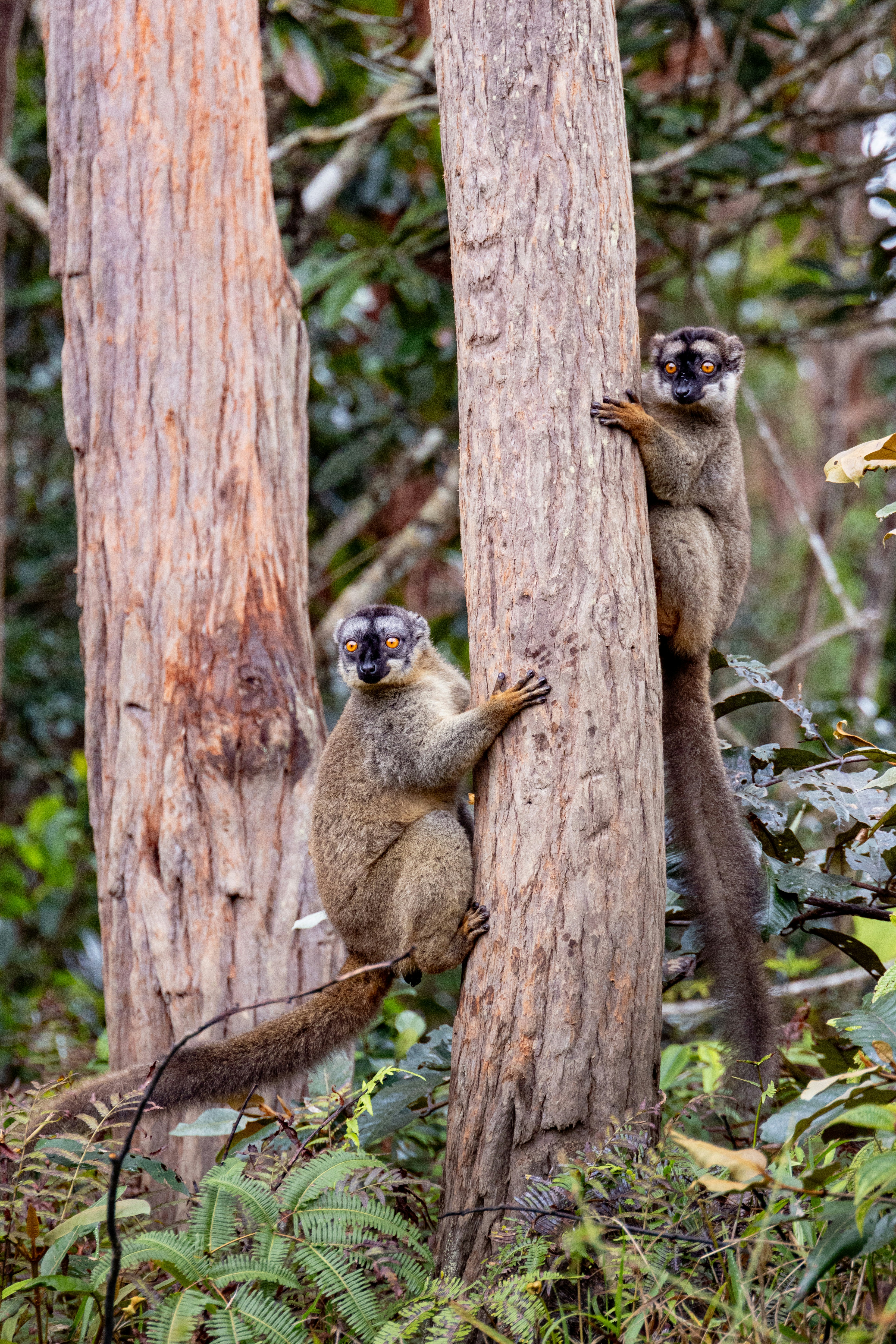 Two brown lemurs climbing on tree trunks in a forest.