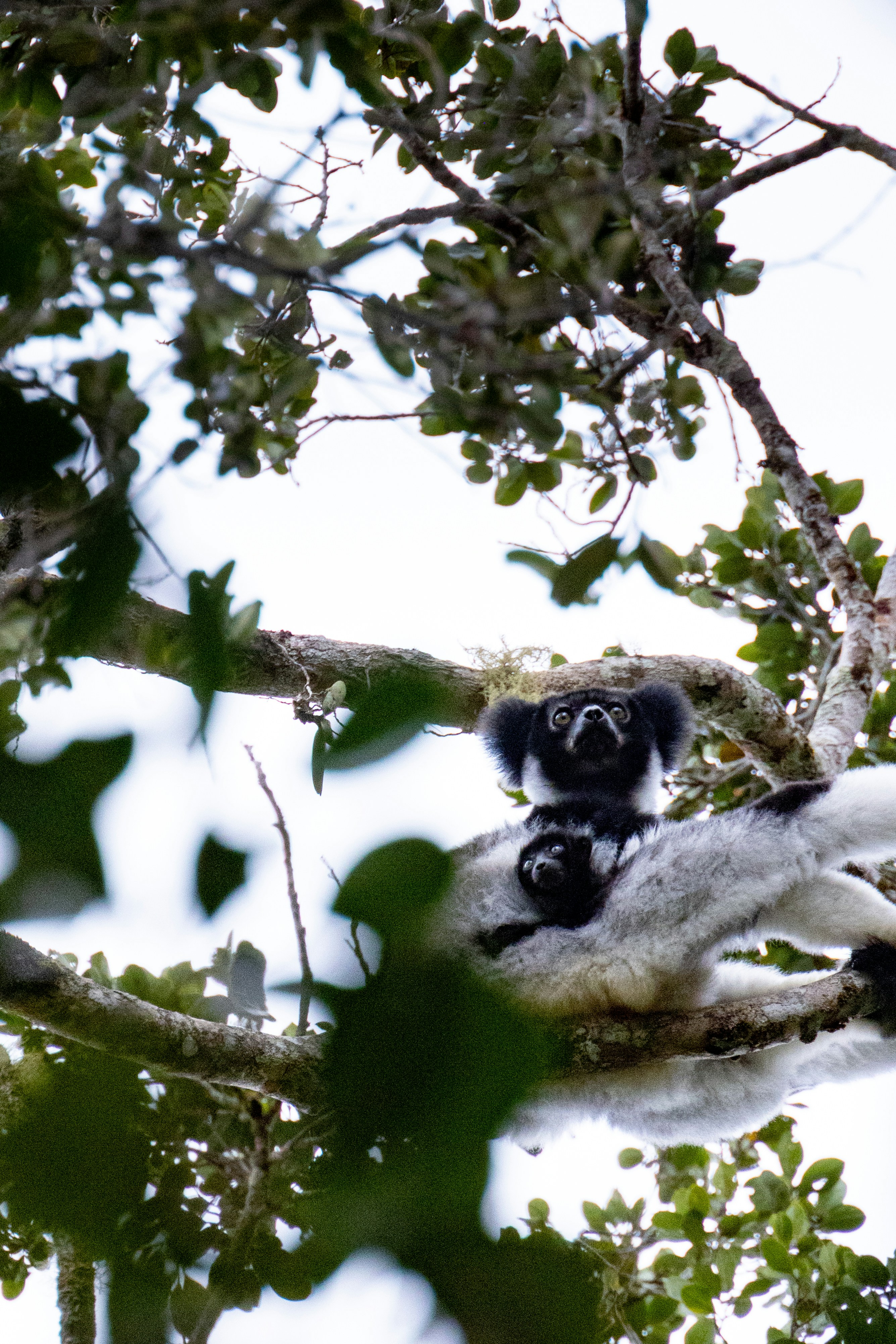 Primates in the Canopy: Baby Orangutan Nestled in Mom's Embrace