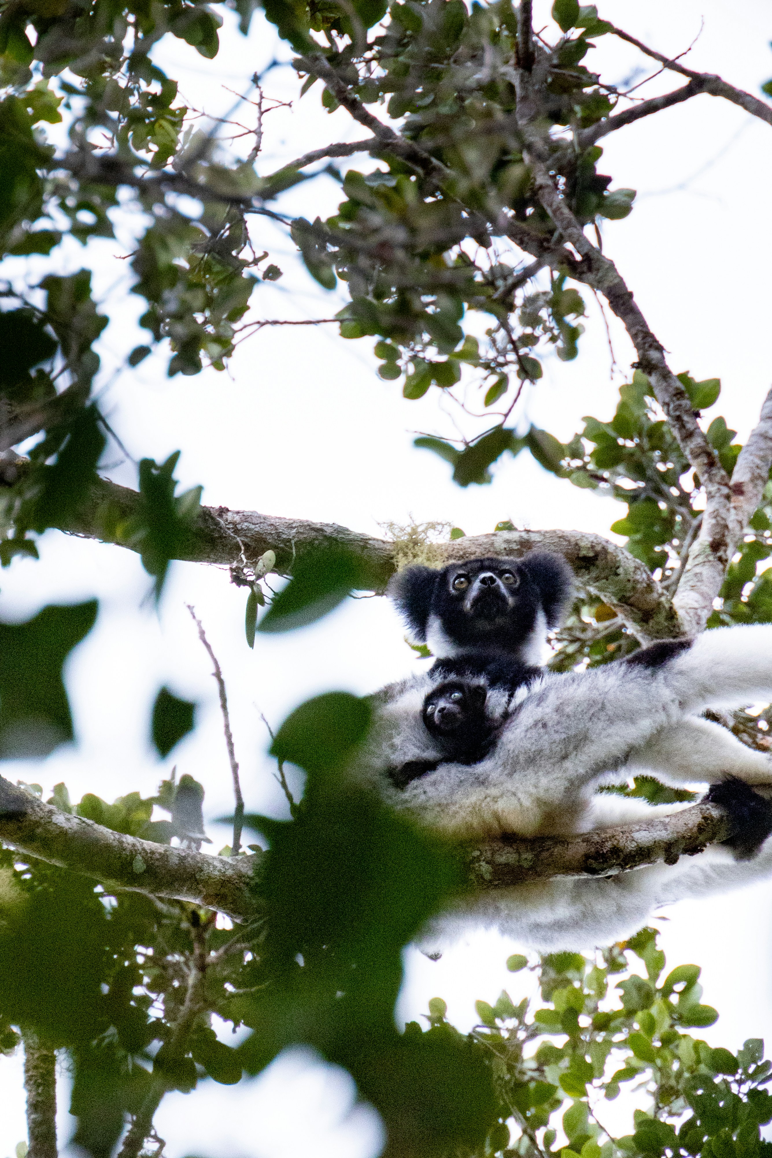 Twin-lookup: A baby marmoset peers from a sunlit canopy