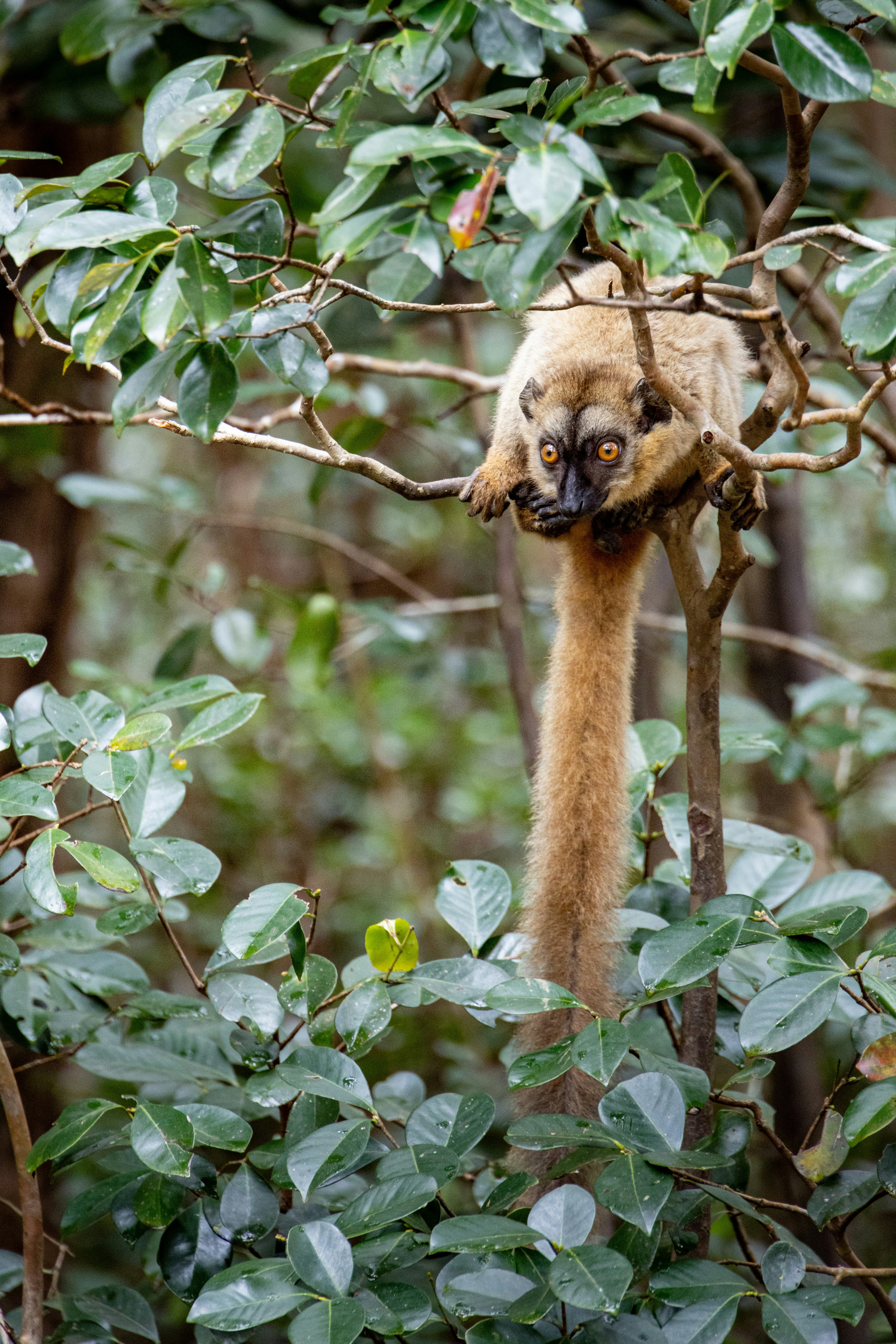 Lemur Ambush: Whiskered Gaze Among Green Veil