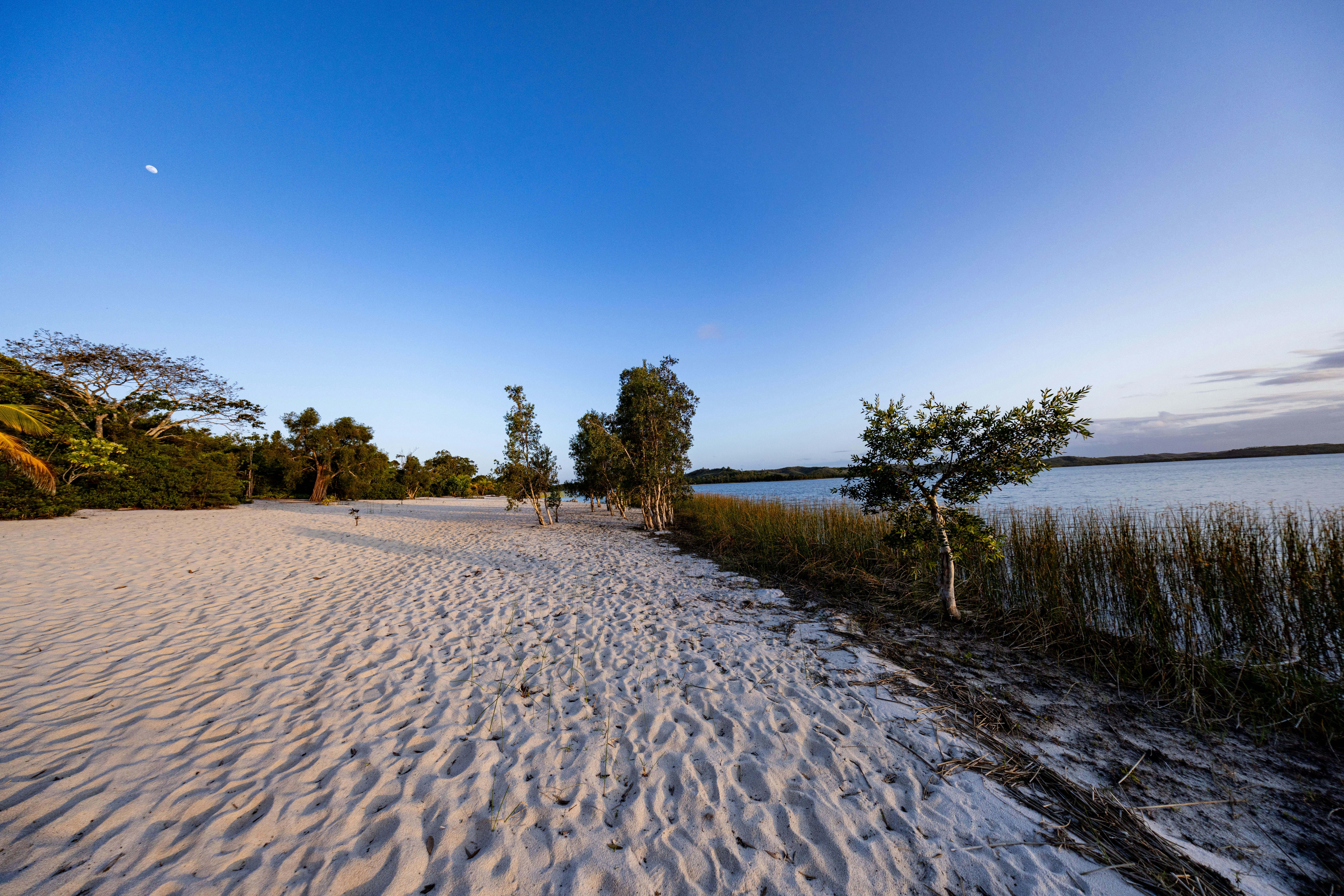 Footprints on the Quiet Shore: A Dune–Tree Walk at Golden Hour