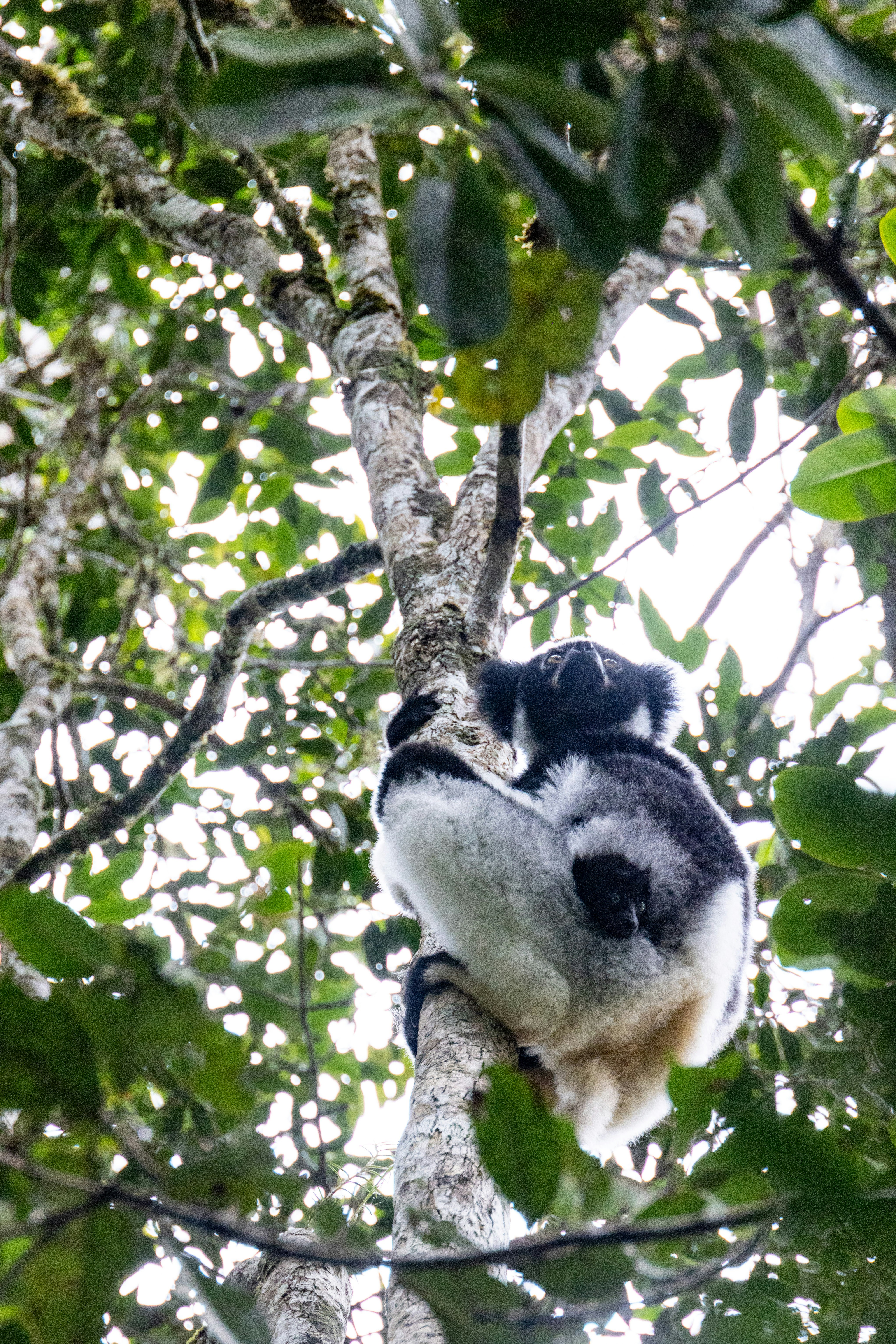 Indeed, an intimate glance from the tree-top: a pair of resilient tree-lemurs cuddled in the canopy