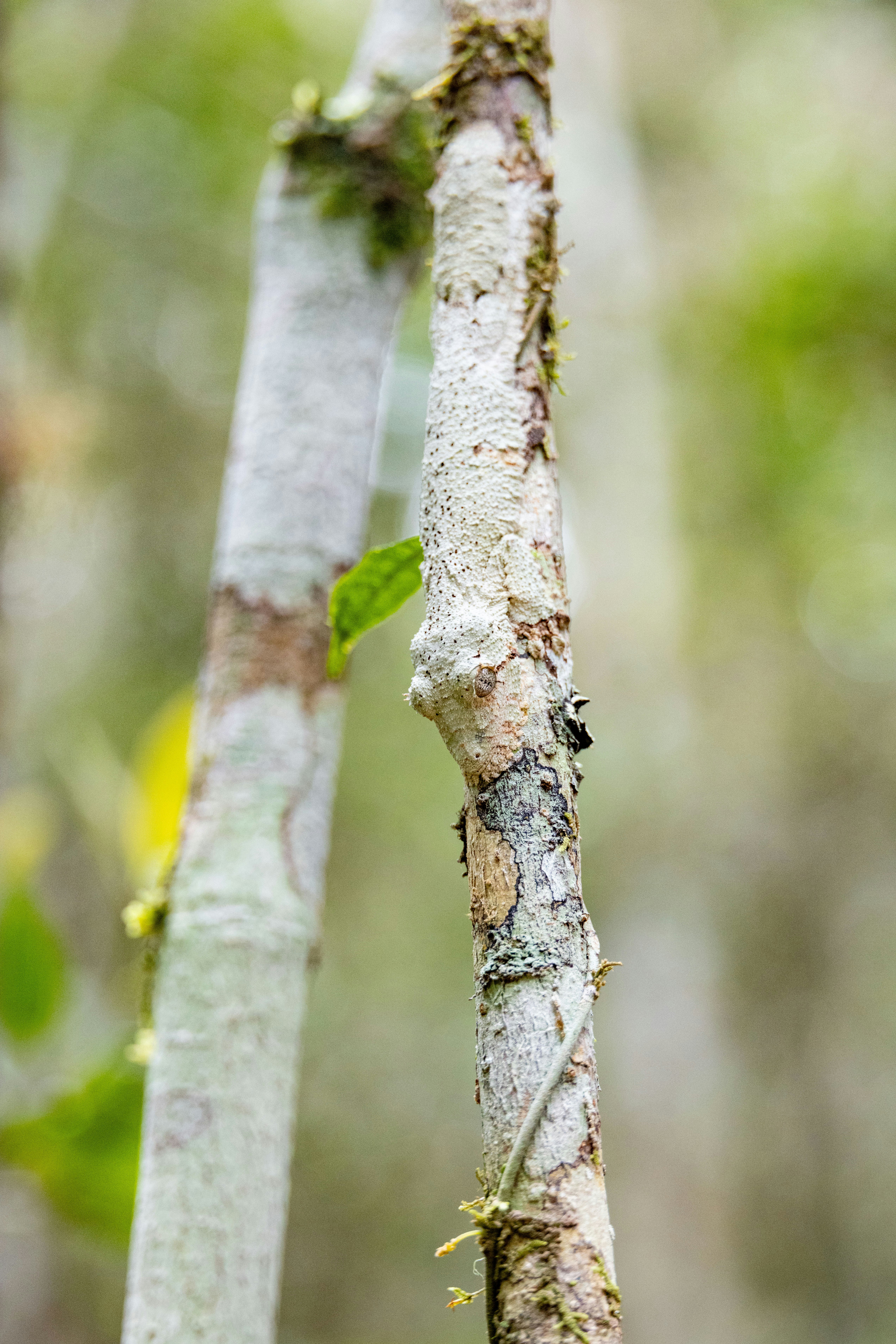 Bare Branches in Mossy Forest Trunk