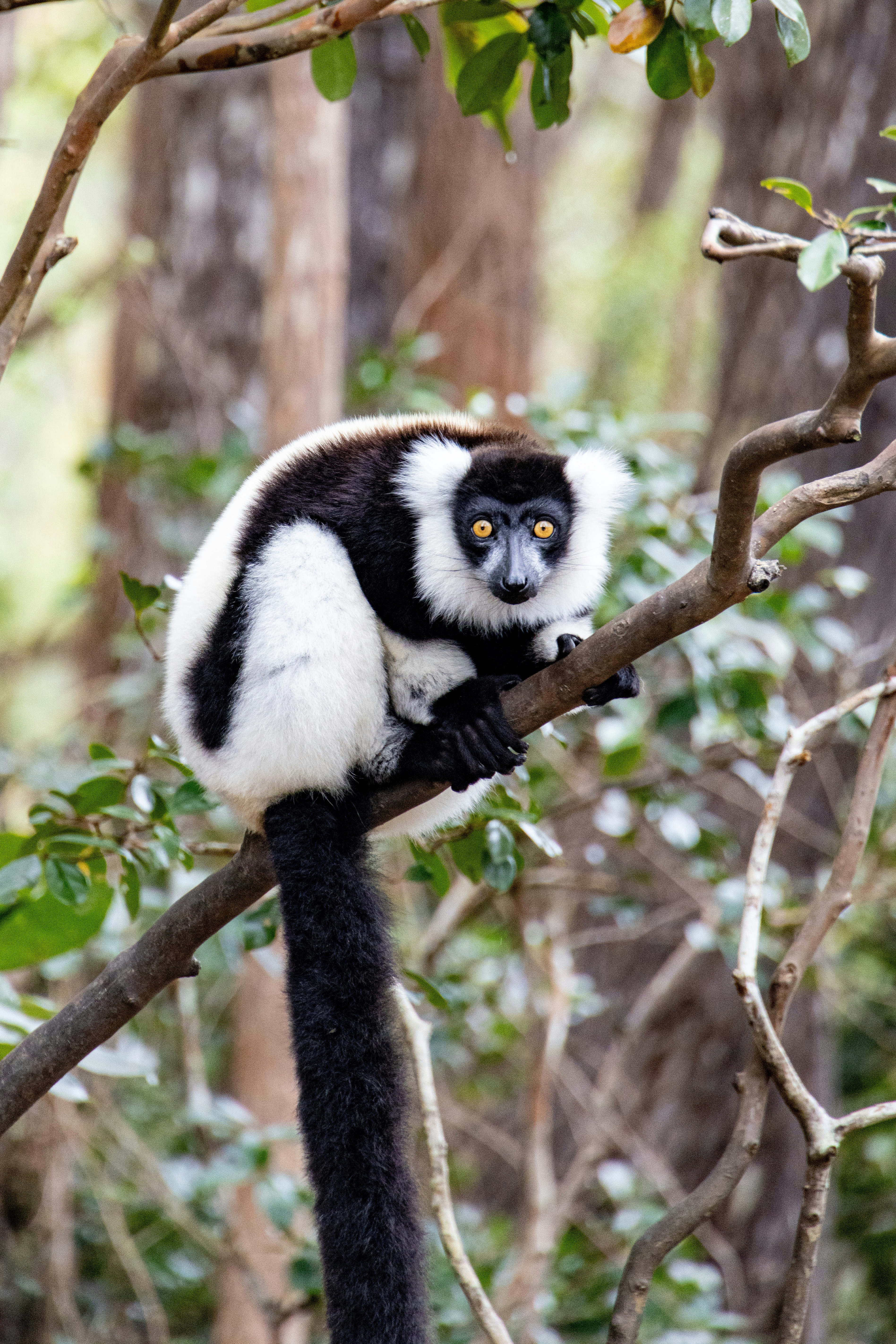 The Curious Ringtail on a Quiet Branch