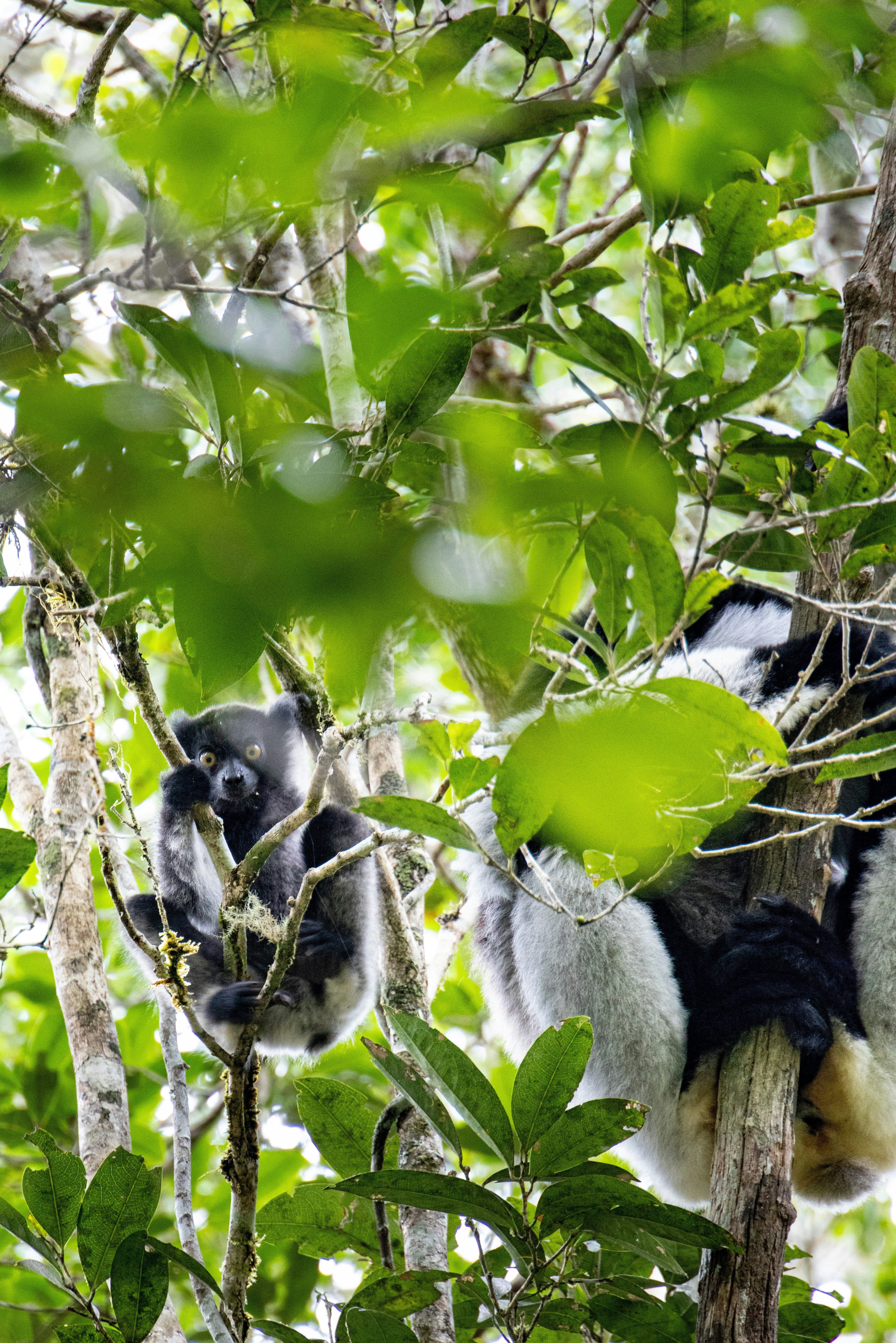 Twin Silhouettes in a Green Canopy