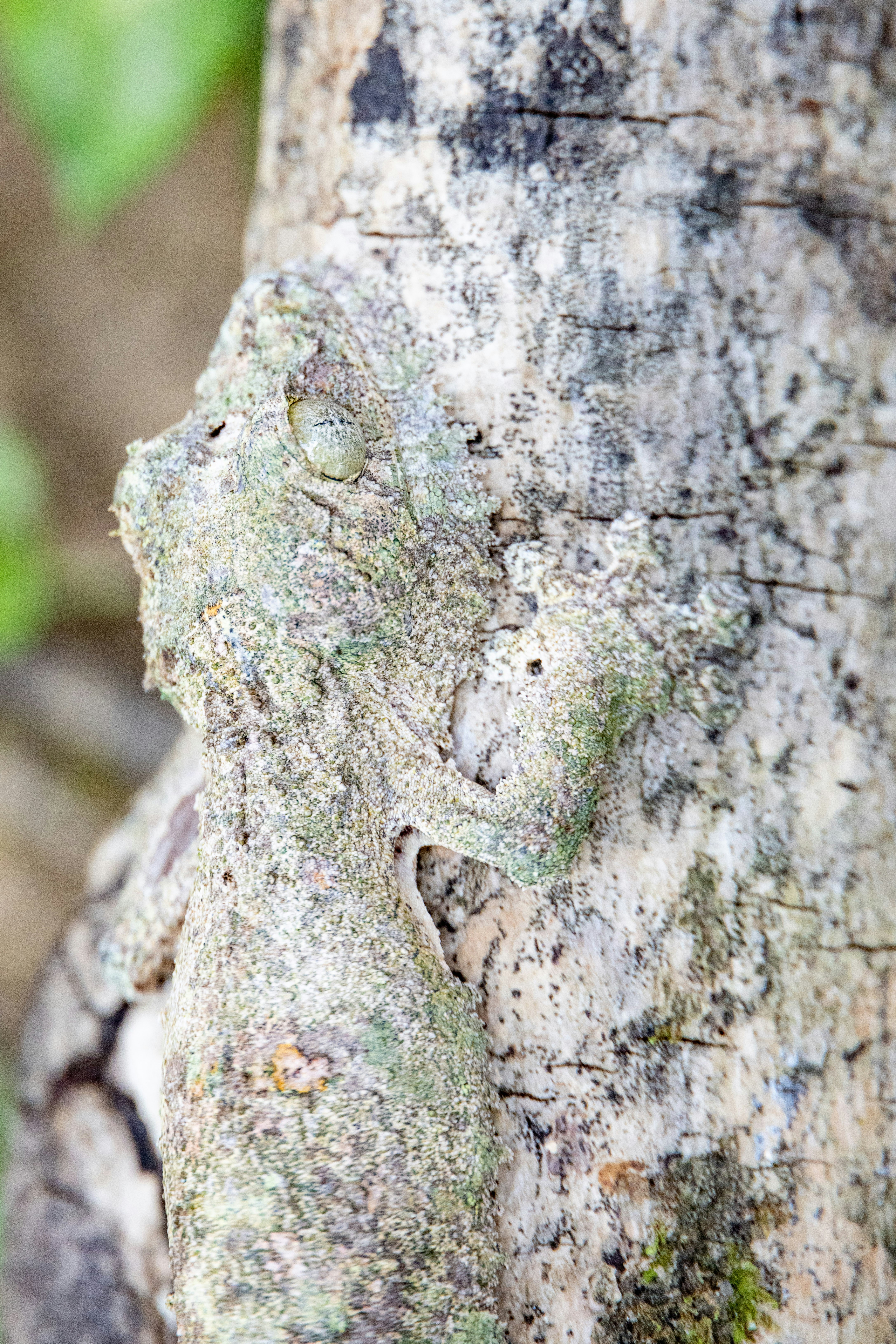 Lichen-Speckled Tree Trunk with Rustic Growth Form