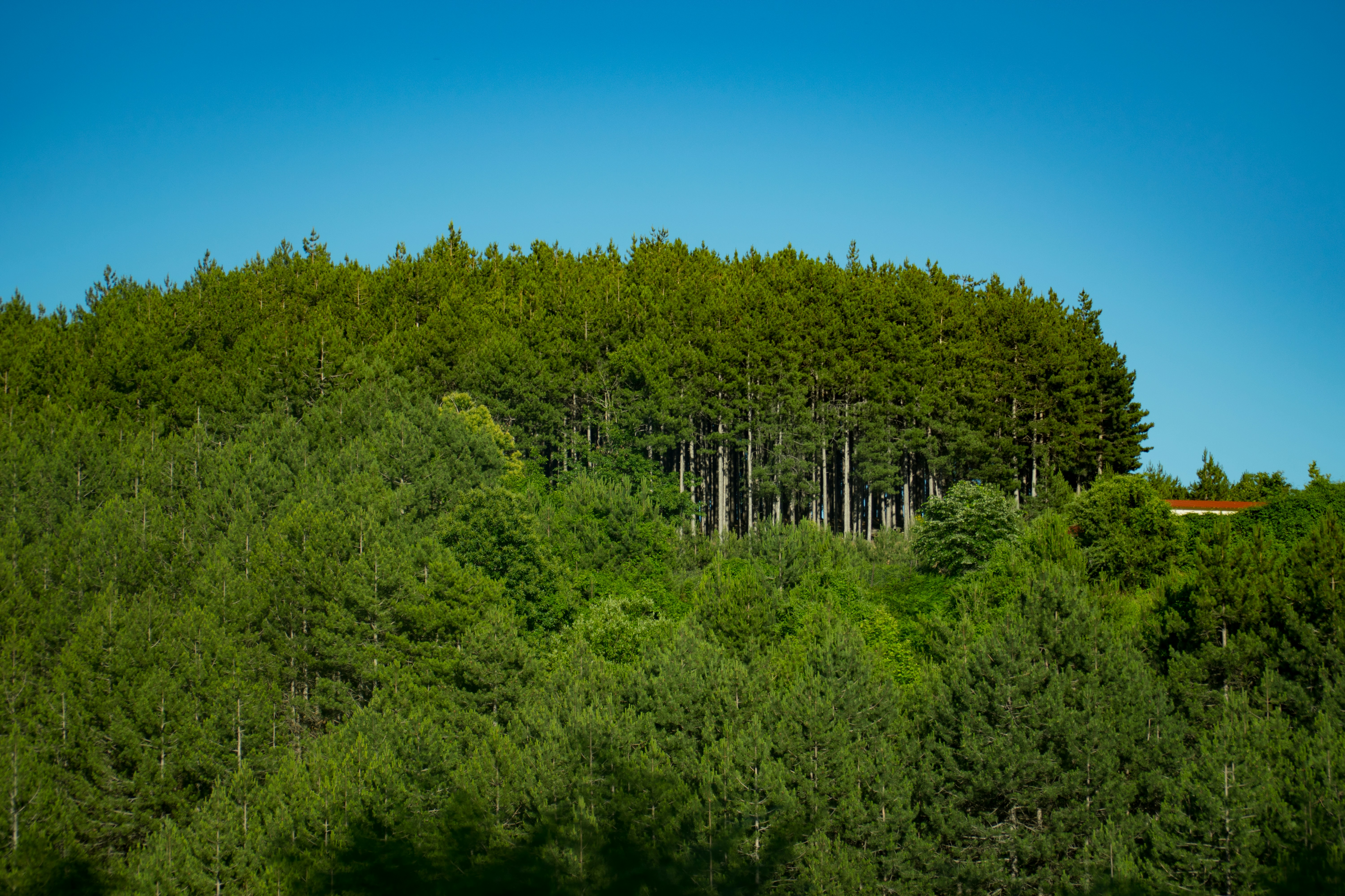 Line of Pines Beneath a Clear Blue Sky