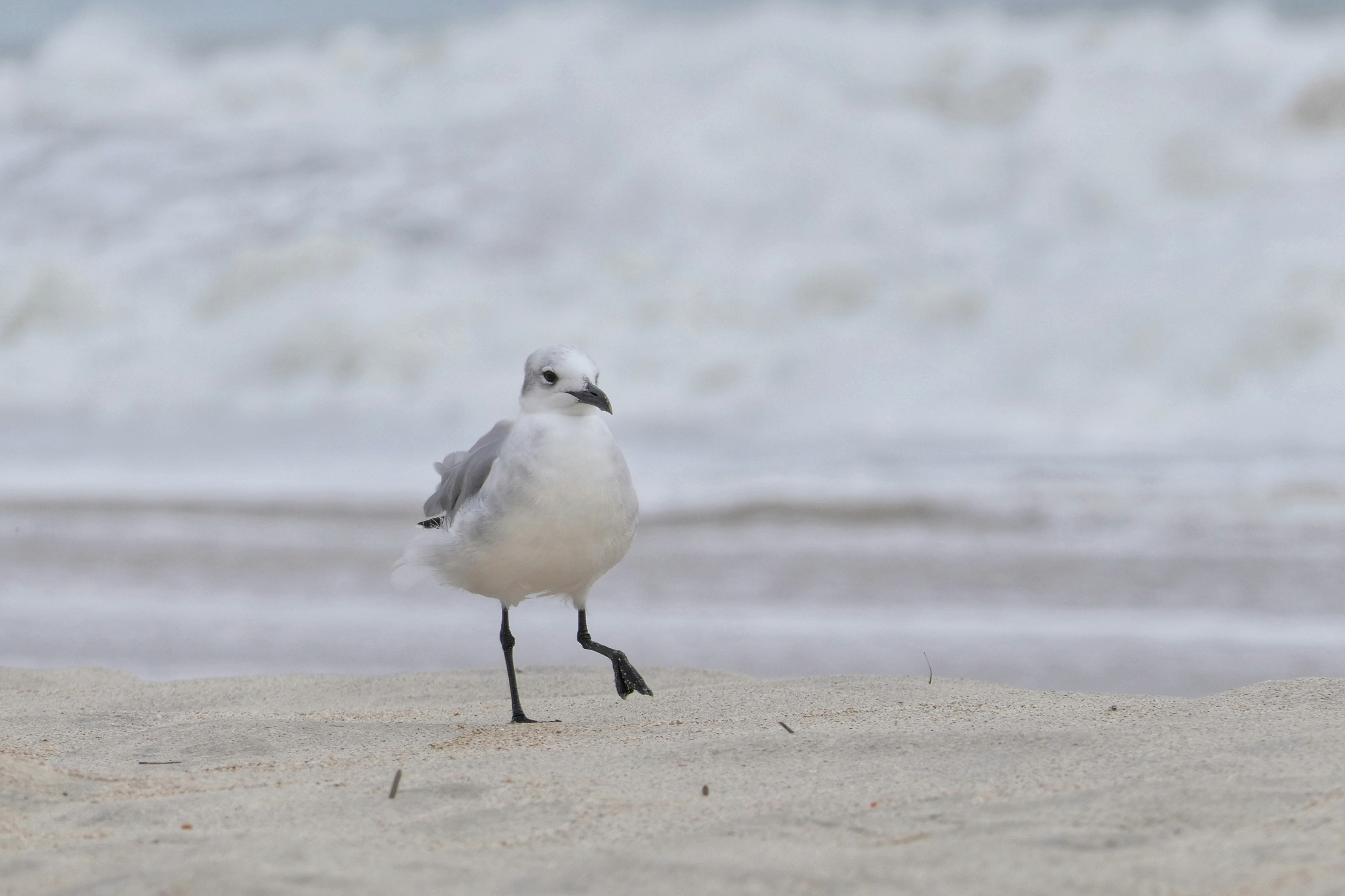 beach gull