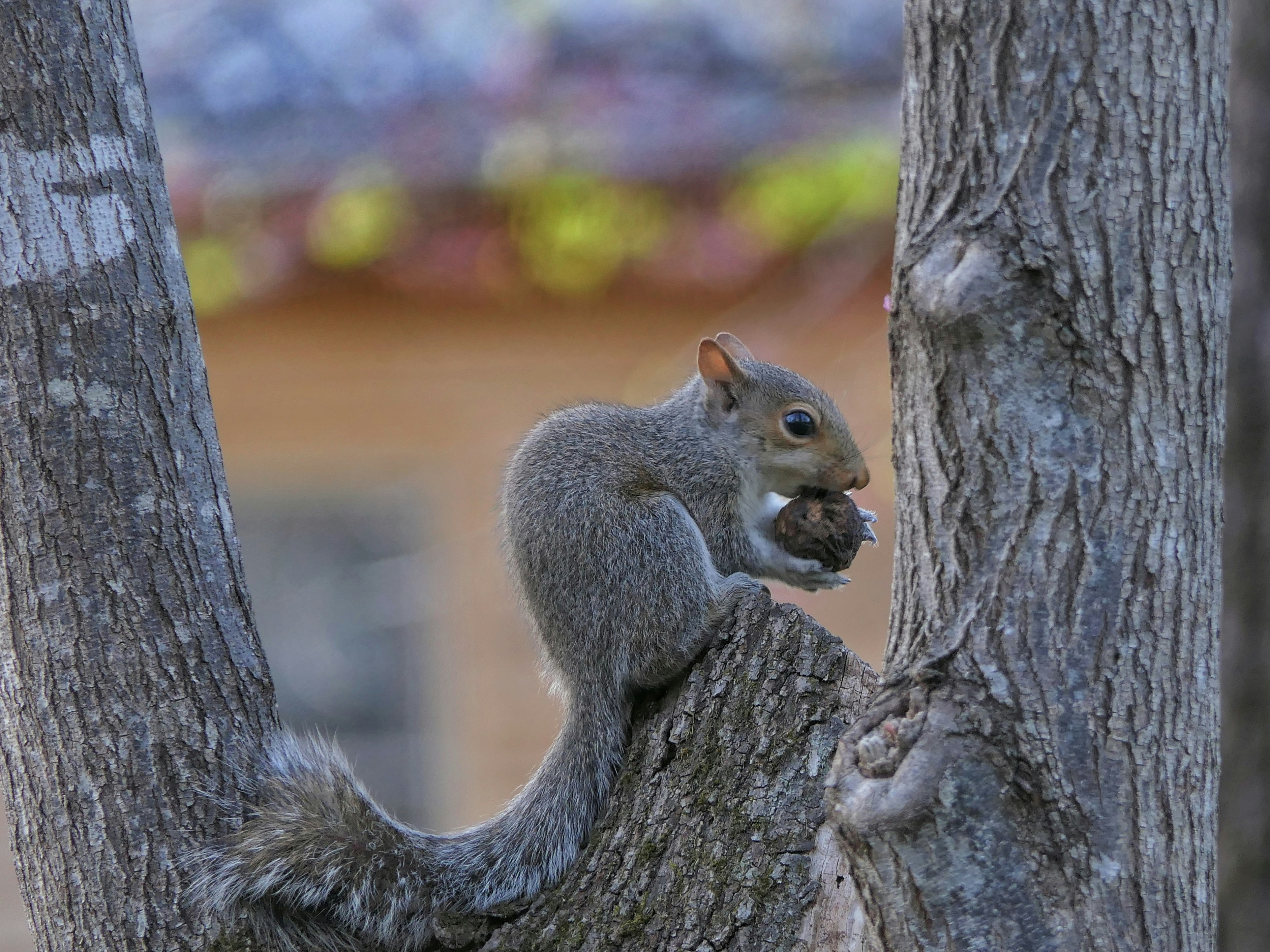 Nut Whisperer in the Bark Garden