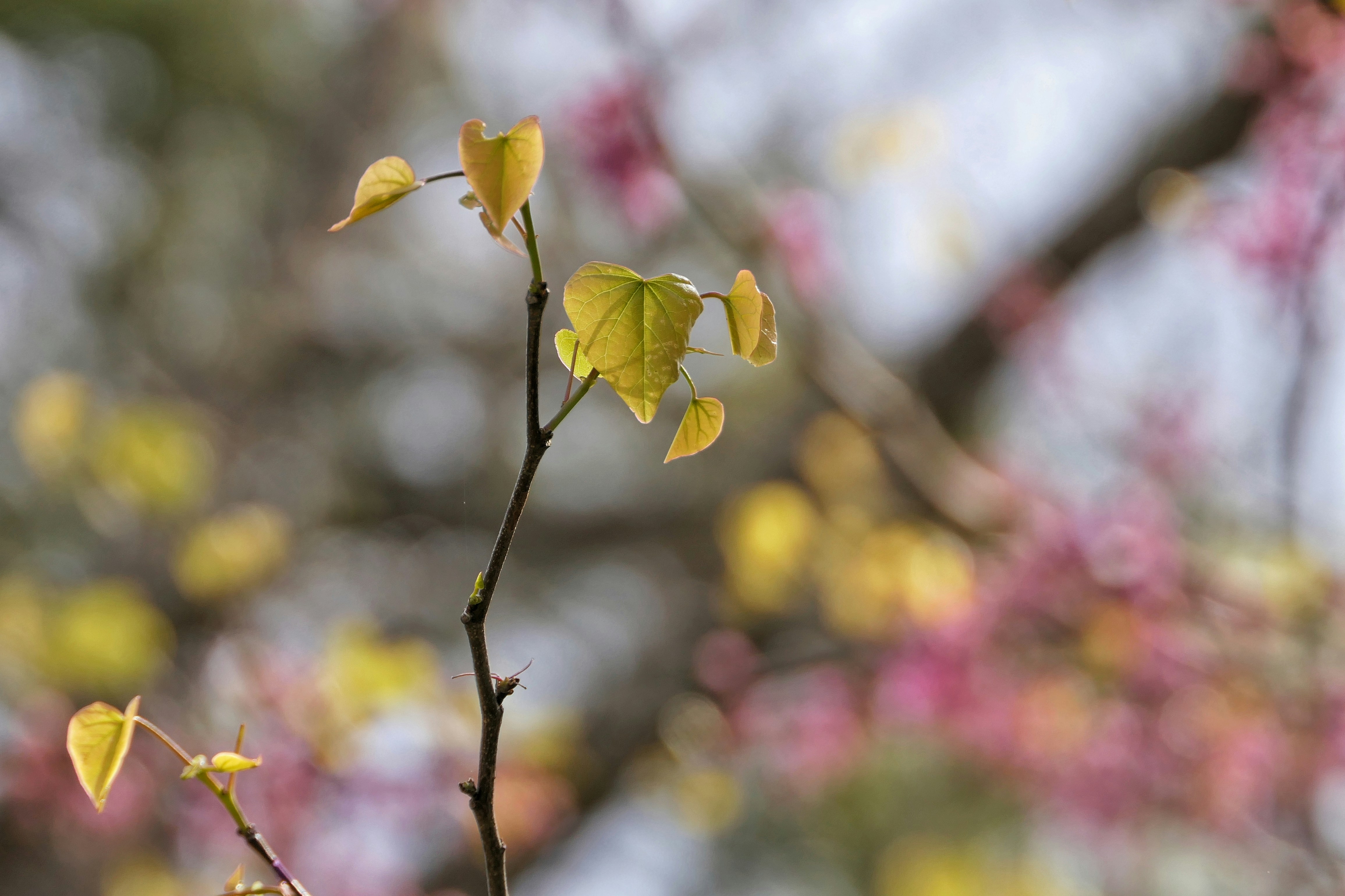 Tender Buds in Focus: A Spring Branch Reaches for Light