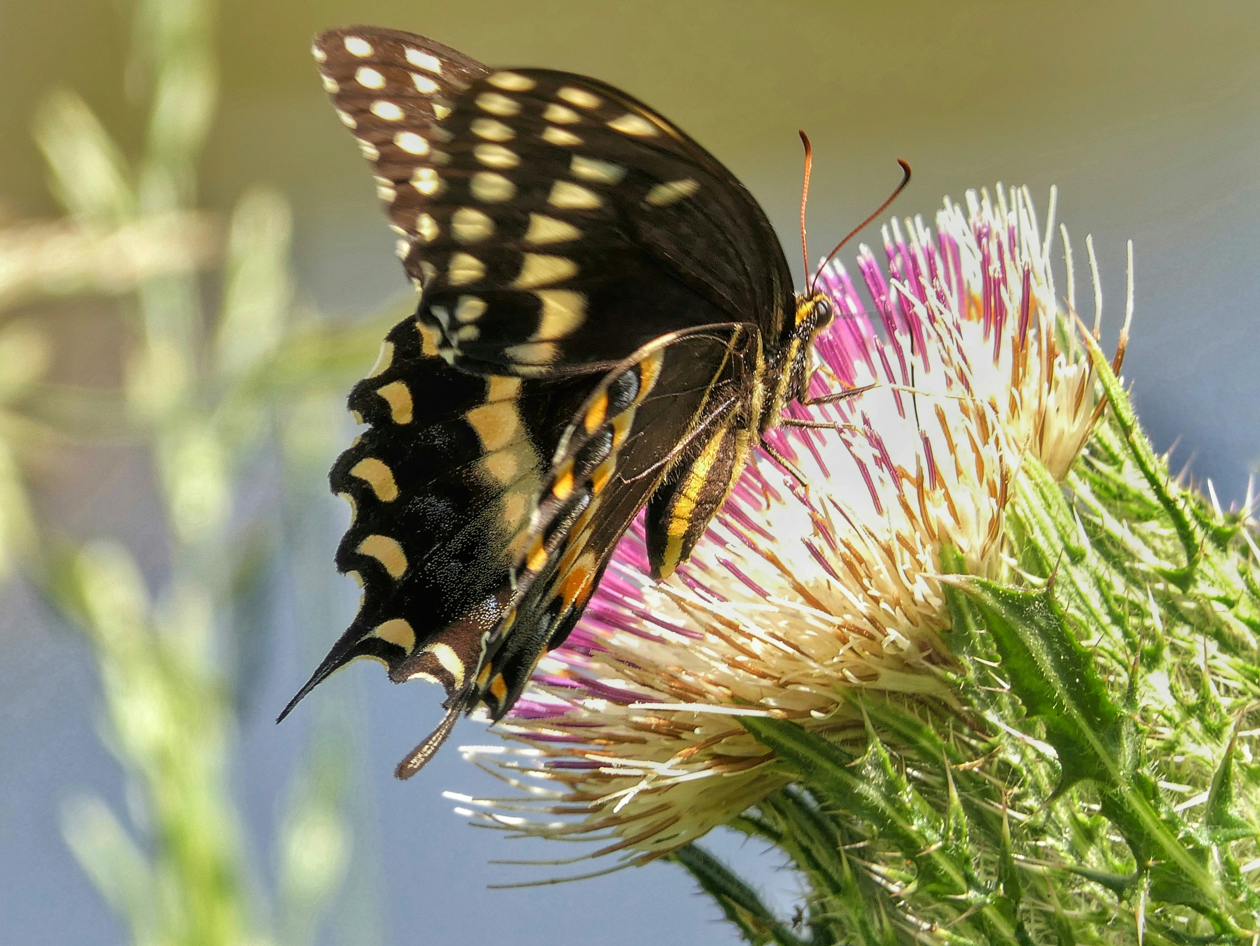 Swallowtail in a Burst of Nectar on a Thistle Crown