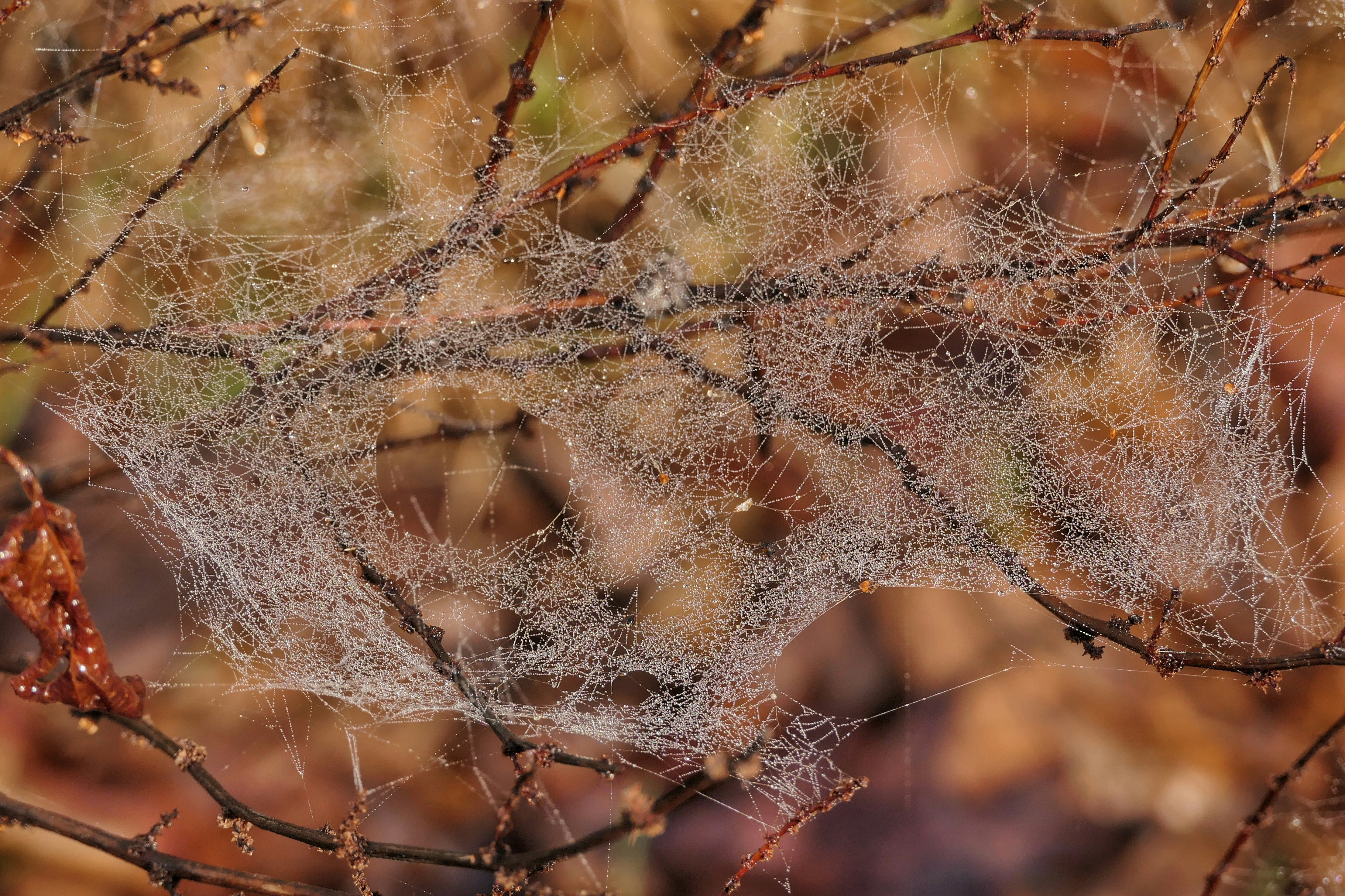 Web of Dew and Silk: Spiderwebs Over Winter Branches