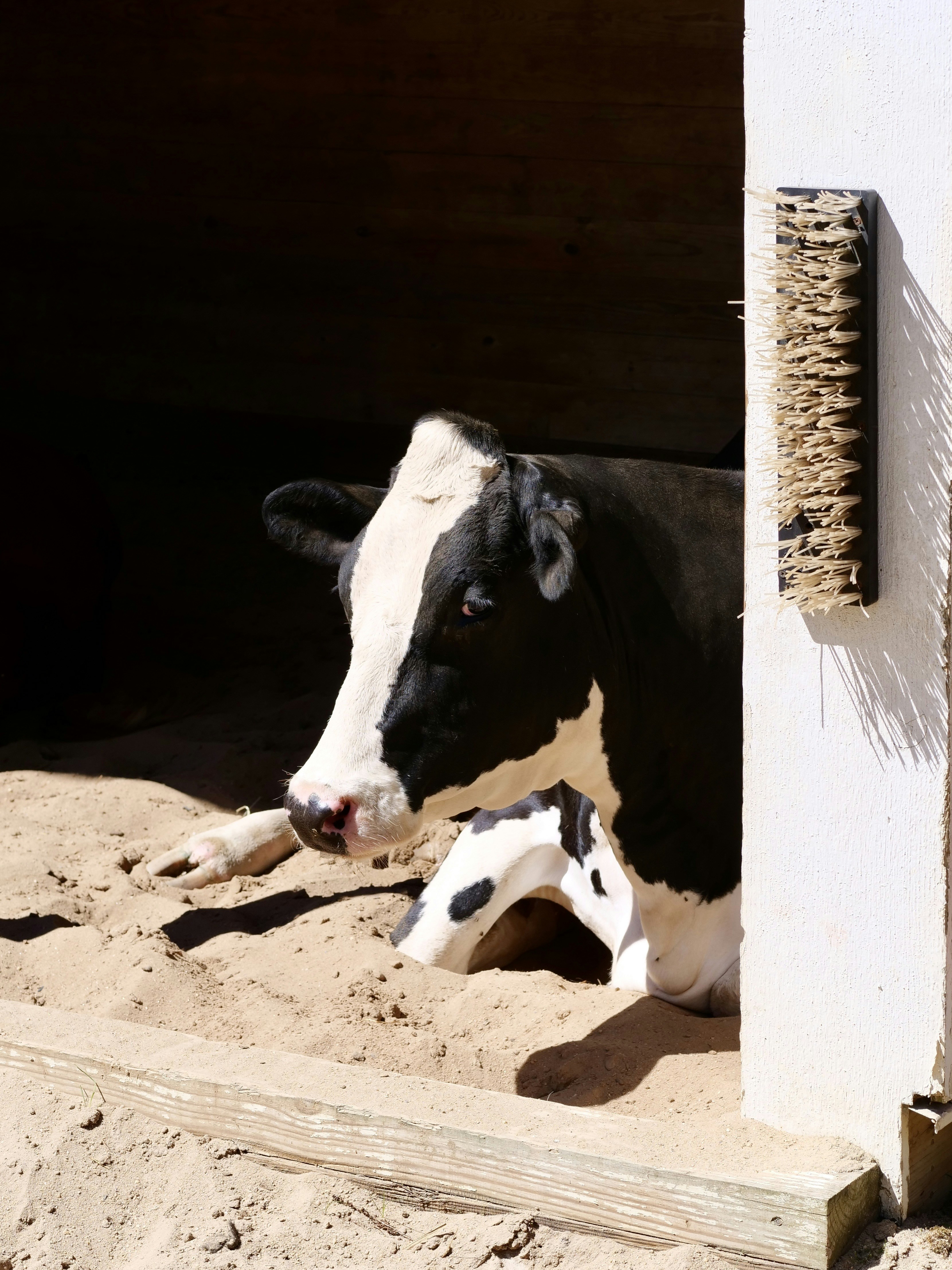 Hidden by the Stall: a Holstein Lifts Its Gaze from the Sand
