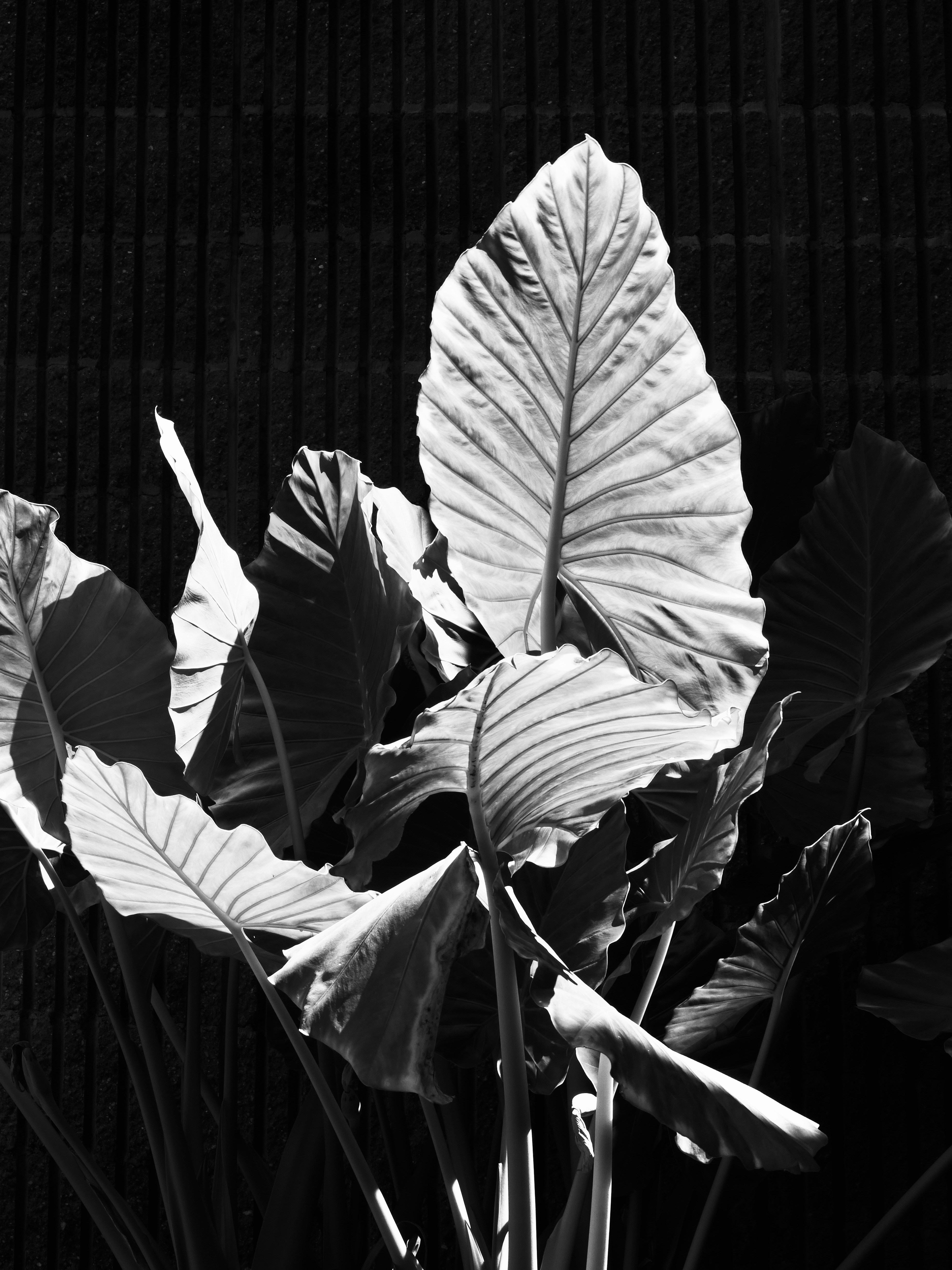 Monochrome Ferns Against a Shadowed Wall