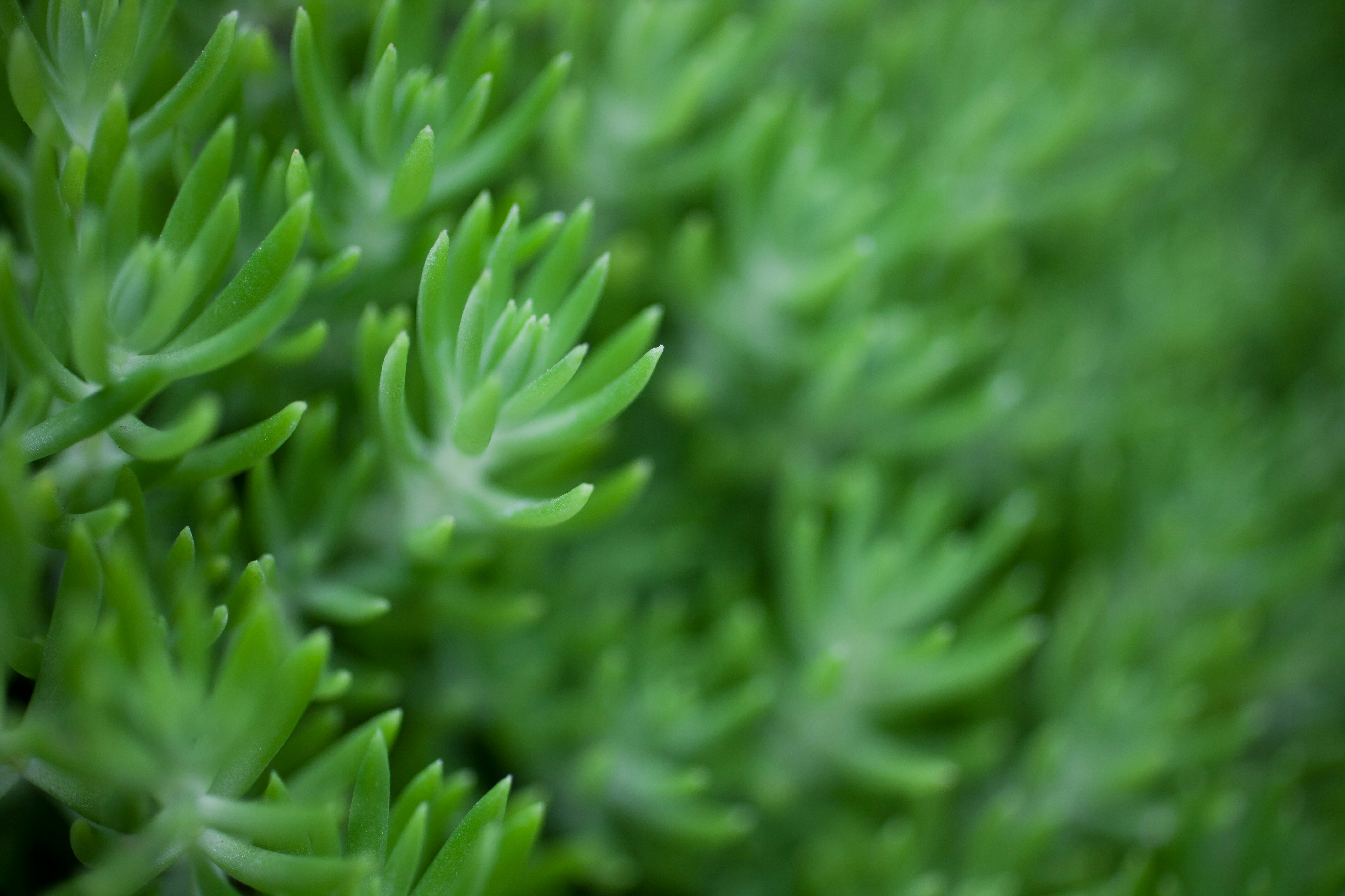Emerald Carpet: Close-Up of Succulent Greenery