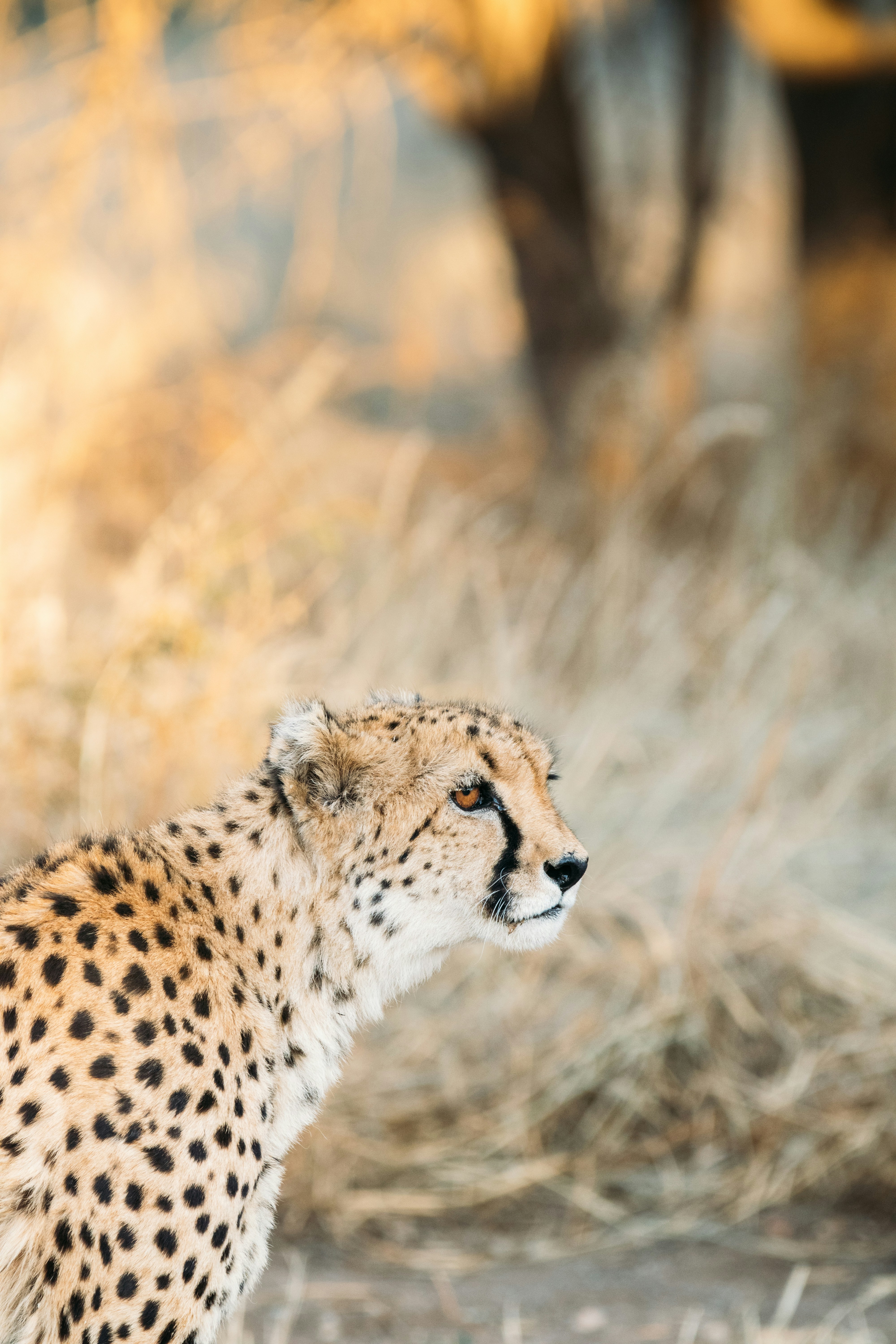 Spotlit Cheetah in Golden Grass