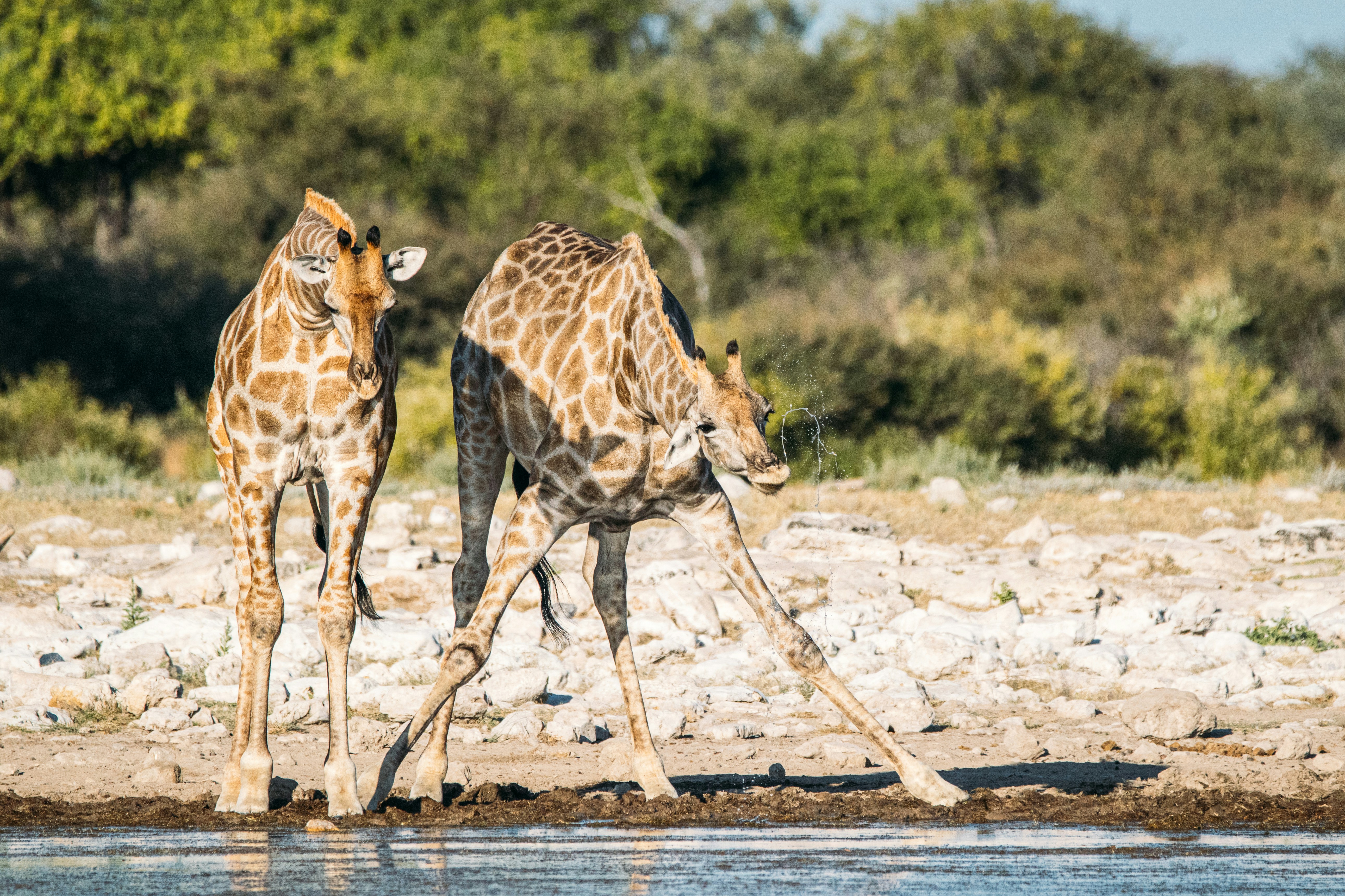 Giraffes by the Shoreline: A Quiet Moment of Coexistence