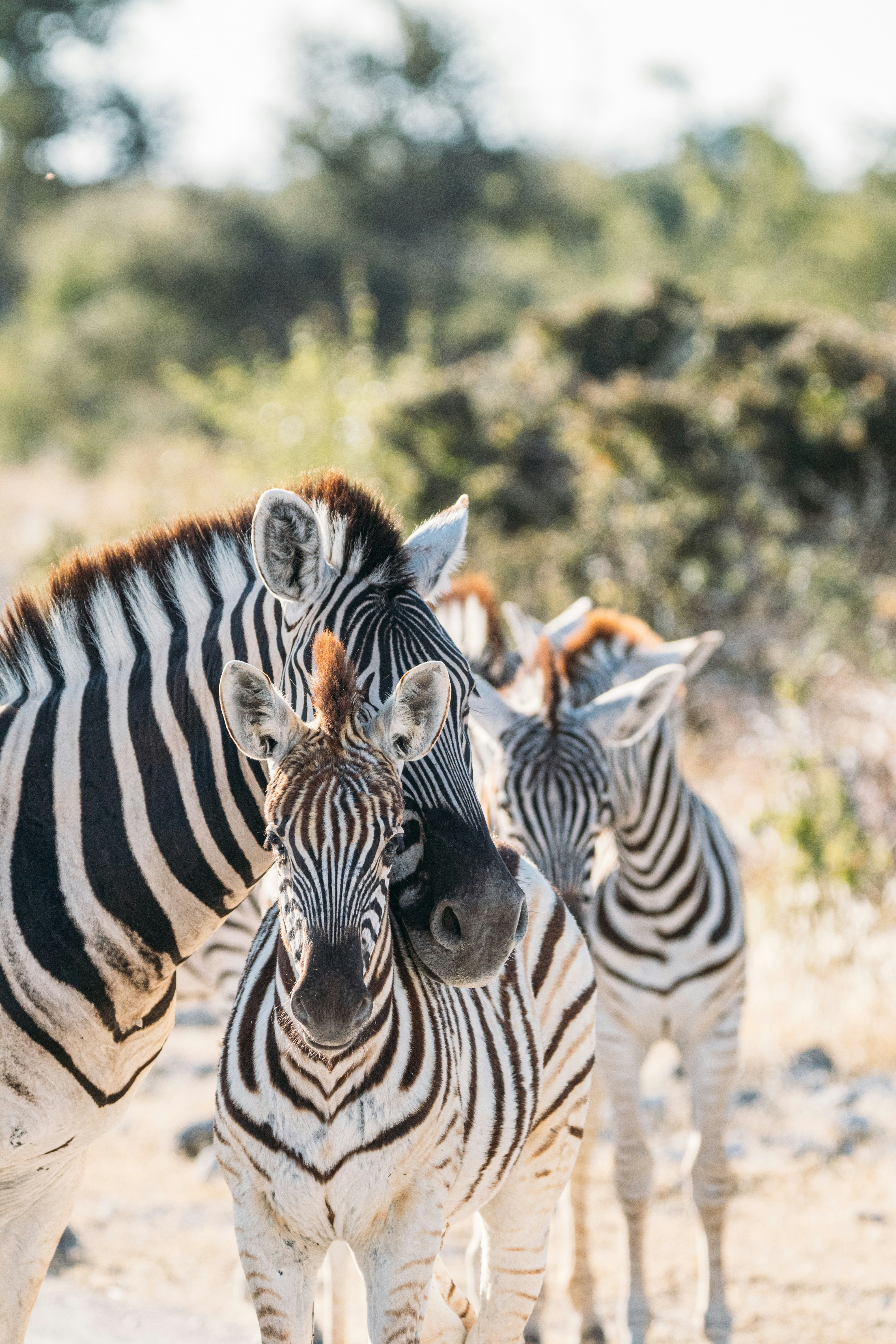Zebras in a quiet herd: sunlight catching the bold stripes