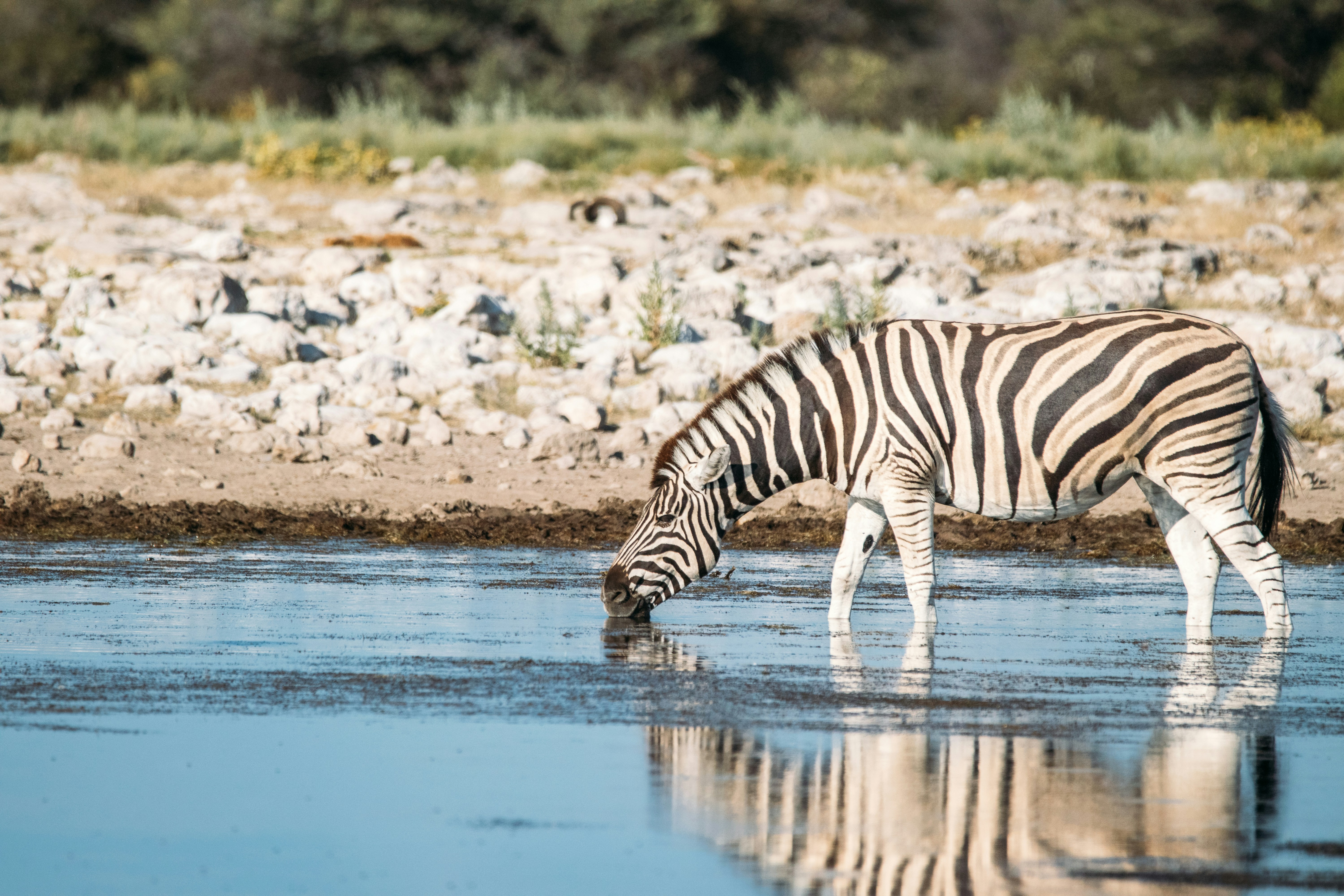 Zebra at the River’s Edge: Quiet Quarter of Reflection
