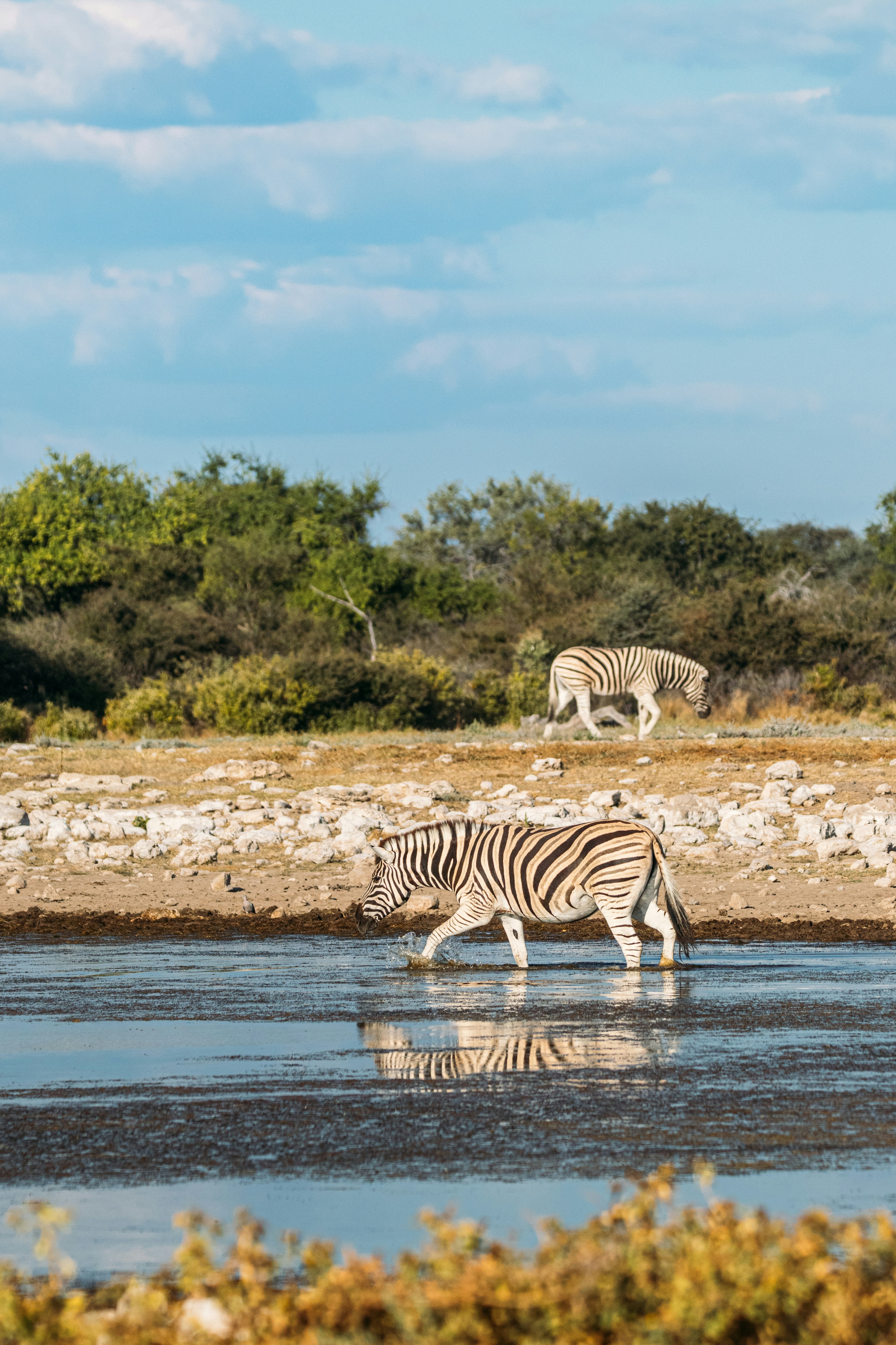 Zebras at the Quiet Waterline