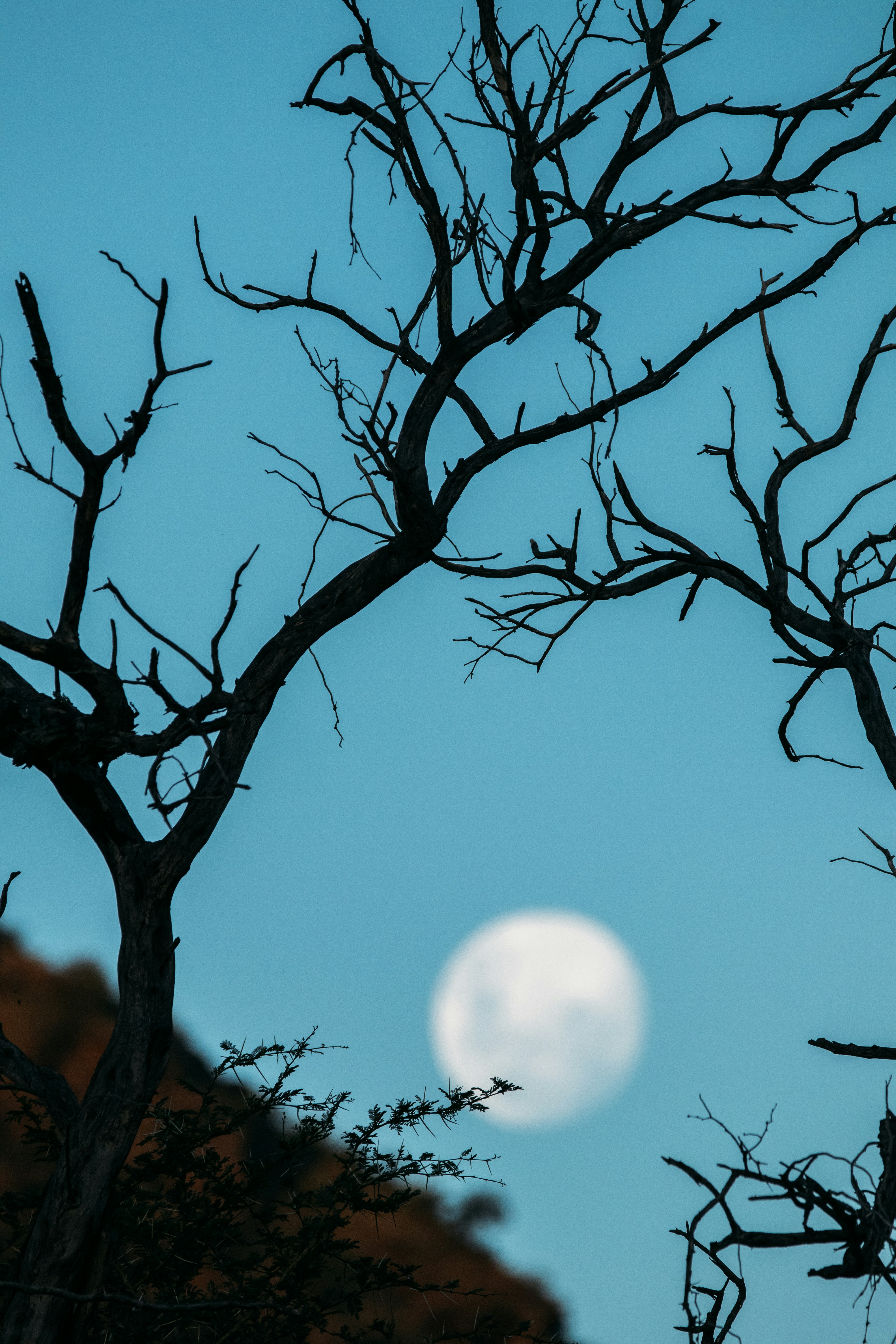 Moonlit Branches: Silhouettes Against a Calm Blue Sky