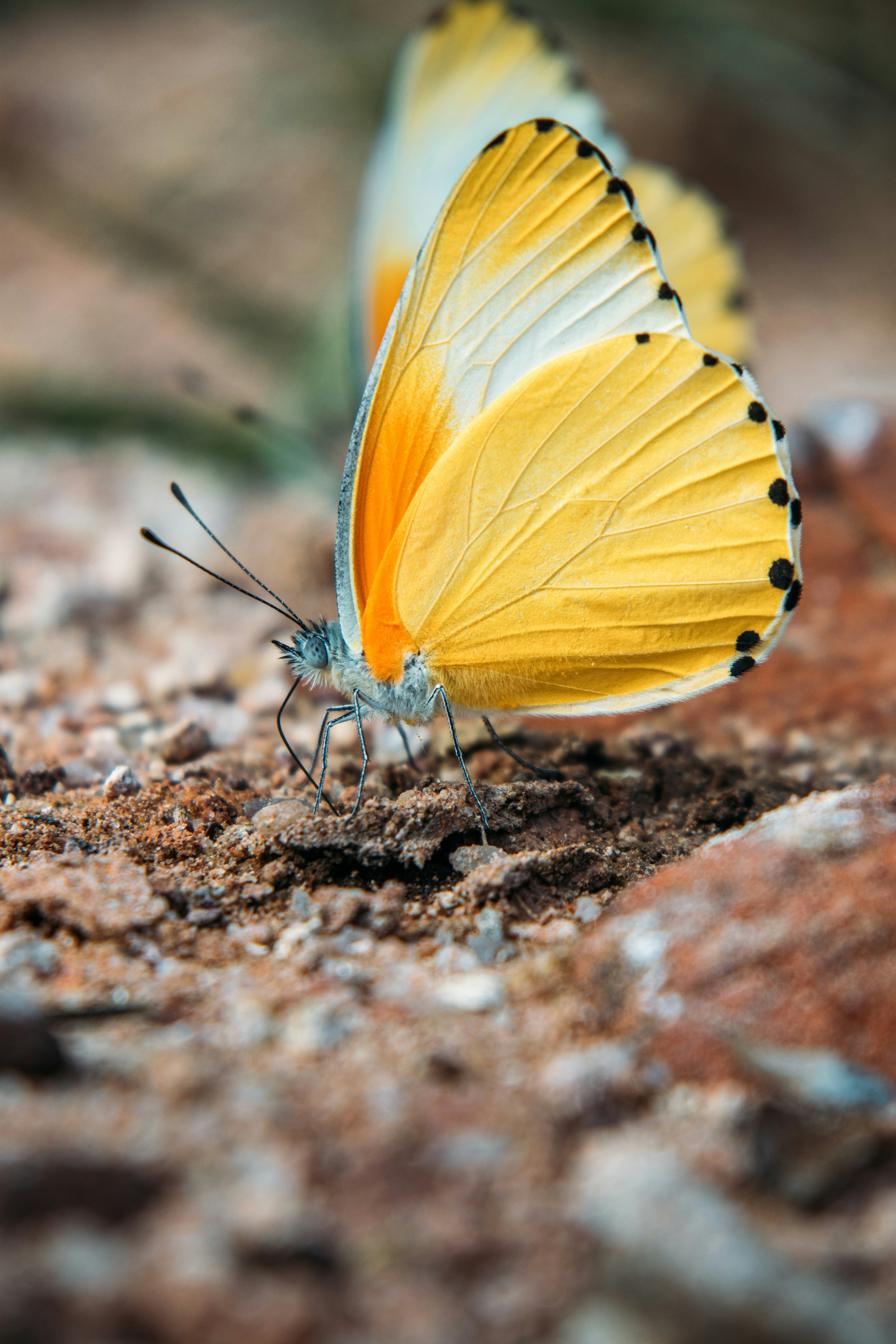 Golden Winged Butterfly in Tight Ground-Level Portrait