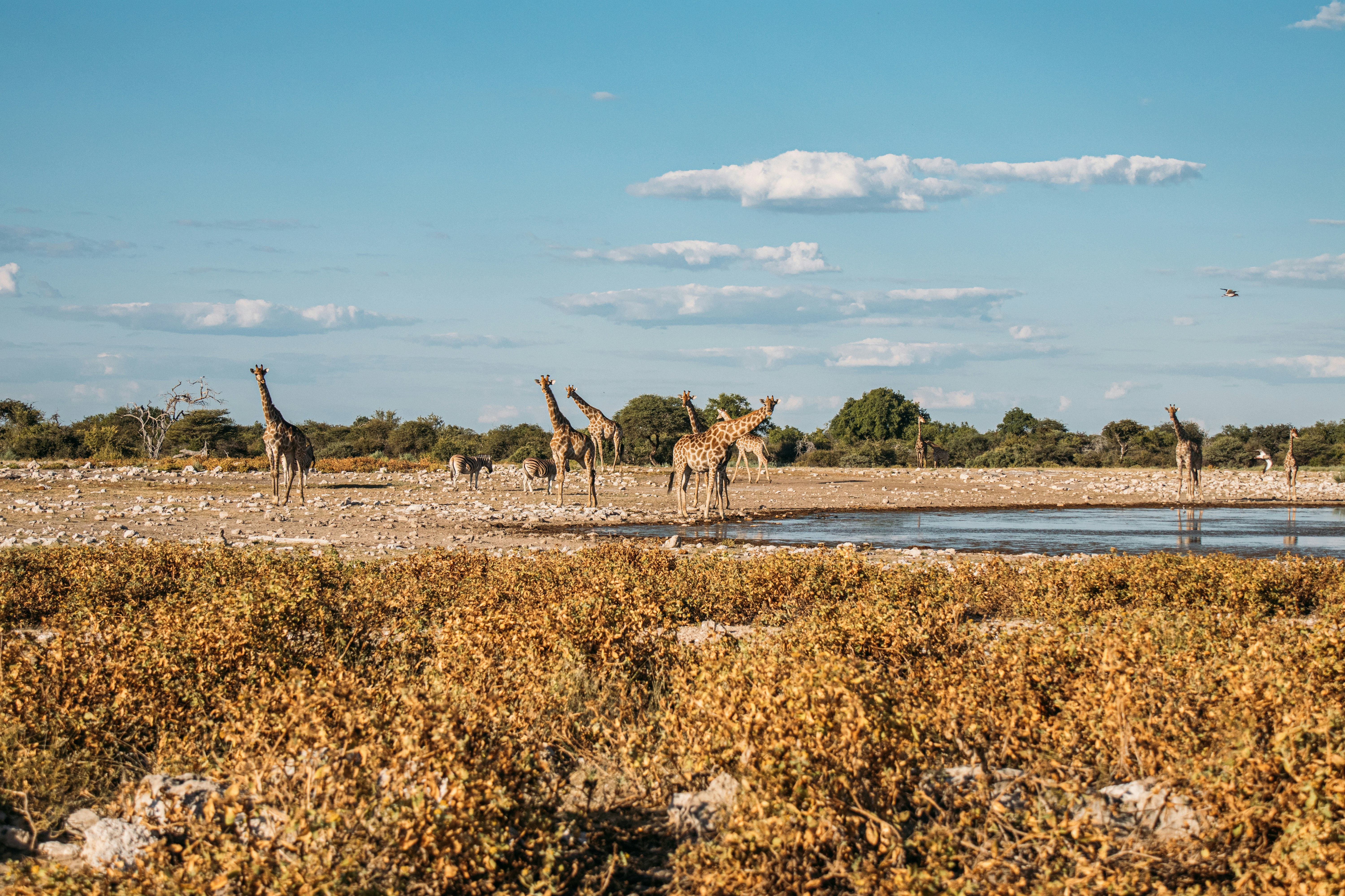 Giraffe Parade Across a Serengeti Watering Hole